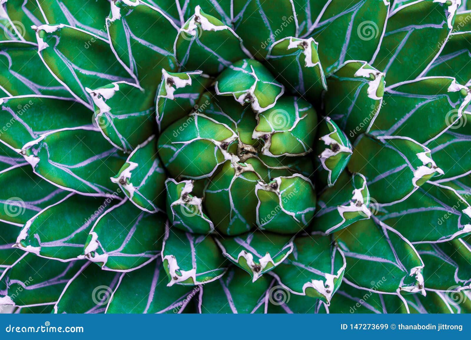 Closeup Agave Cactus, Natural Pattern Background Stock Image - Image of ...