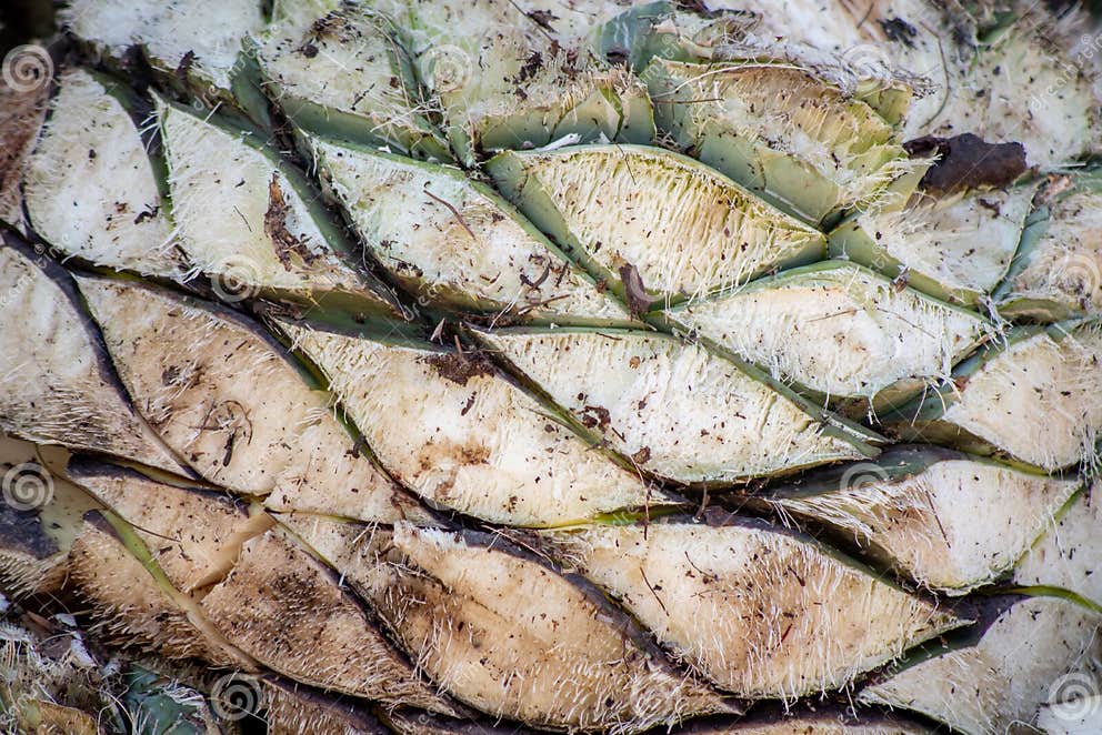 Closeup of the Agave Pineapple Pattern. Stock Photo - Image of surface ...