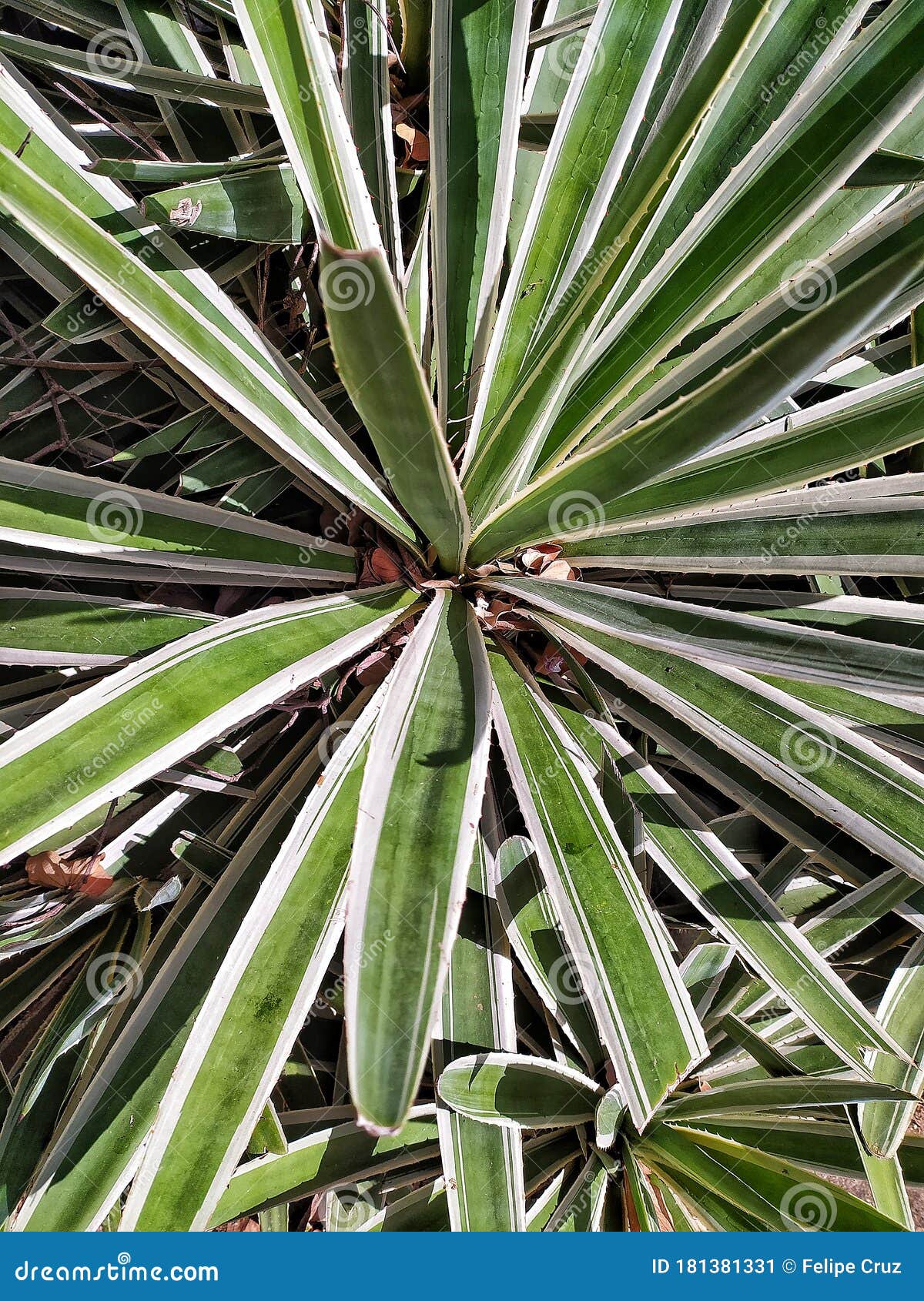 Closeup of an Agave Plant, Also Known As Sisal. Stock Image - Image of ...