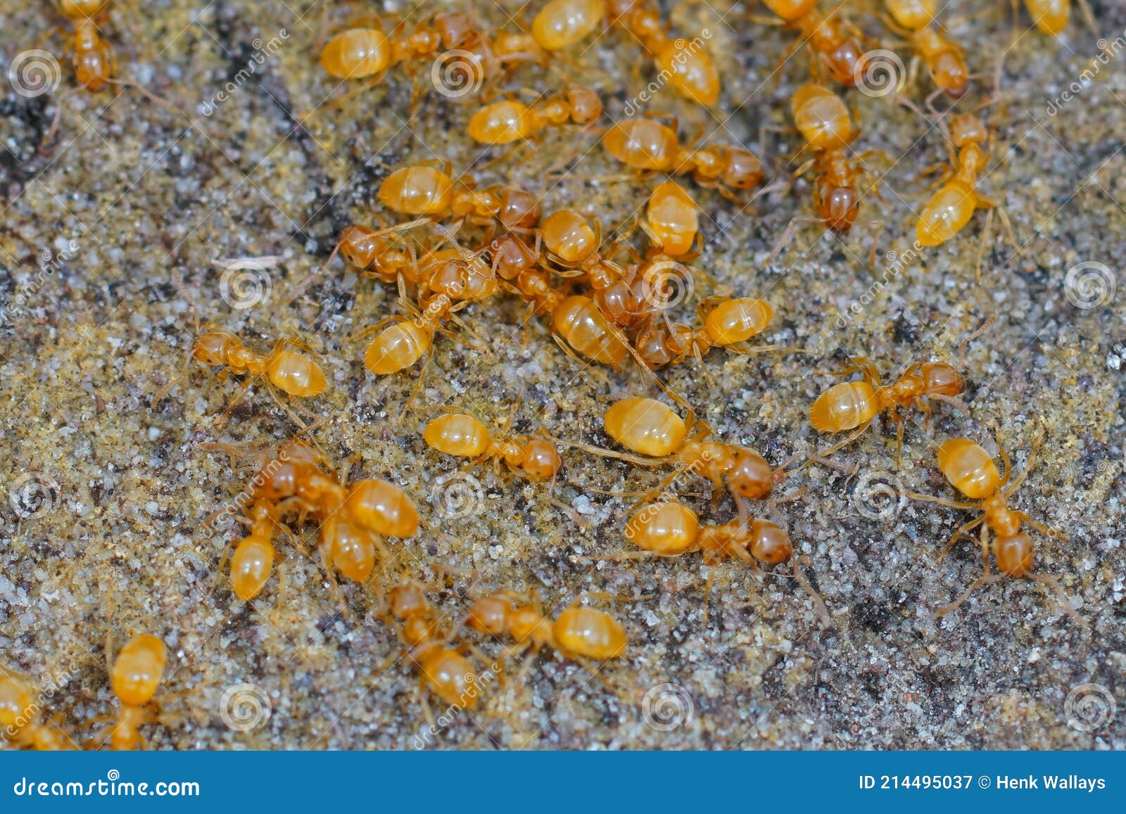 Closeup of an Aggregation of Yellow Meadow Ants , Lasius Flavus Stock ...