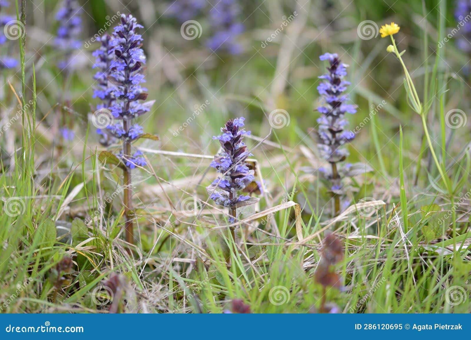 Bugle with Light Blue Color in Spring Time Stock Image - Image of weed ...