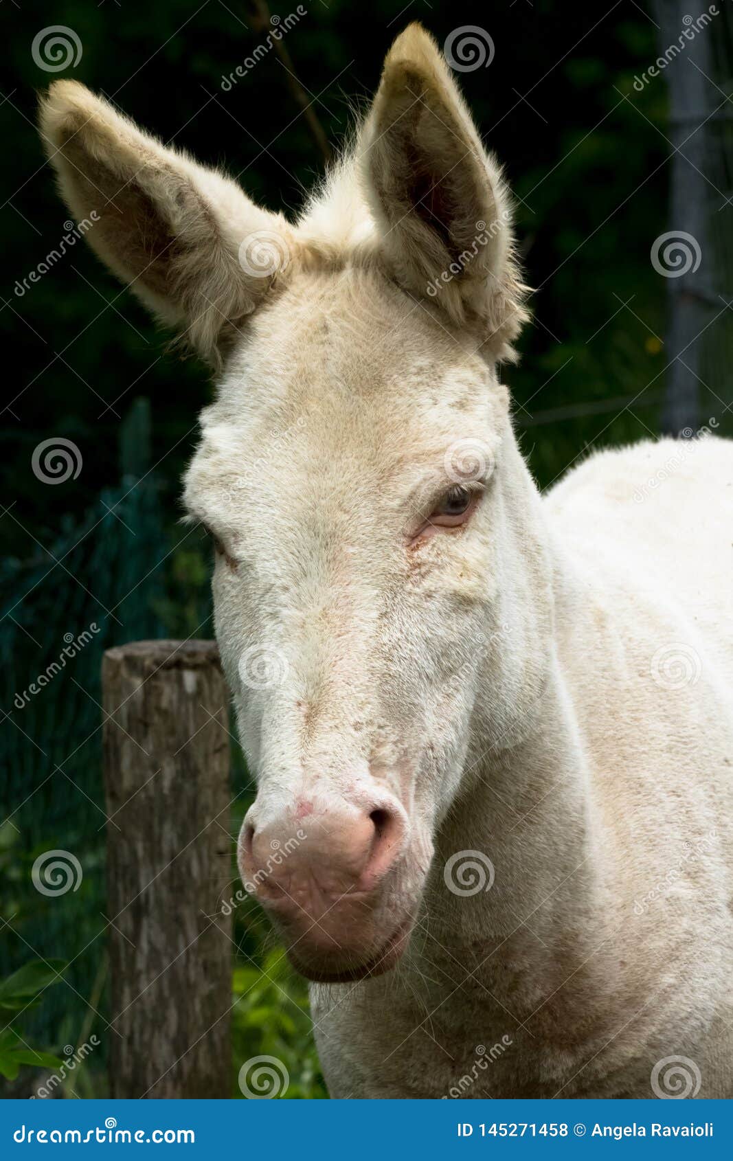 Closeup of an Albino Donkey Stock Photo - Image of domestic, asinus ...