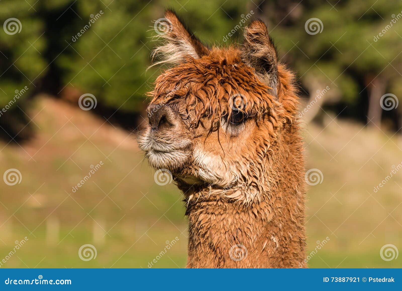 Suri Alpaca In Peru Highlands Andes Mountains Stock Photography ...