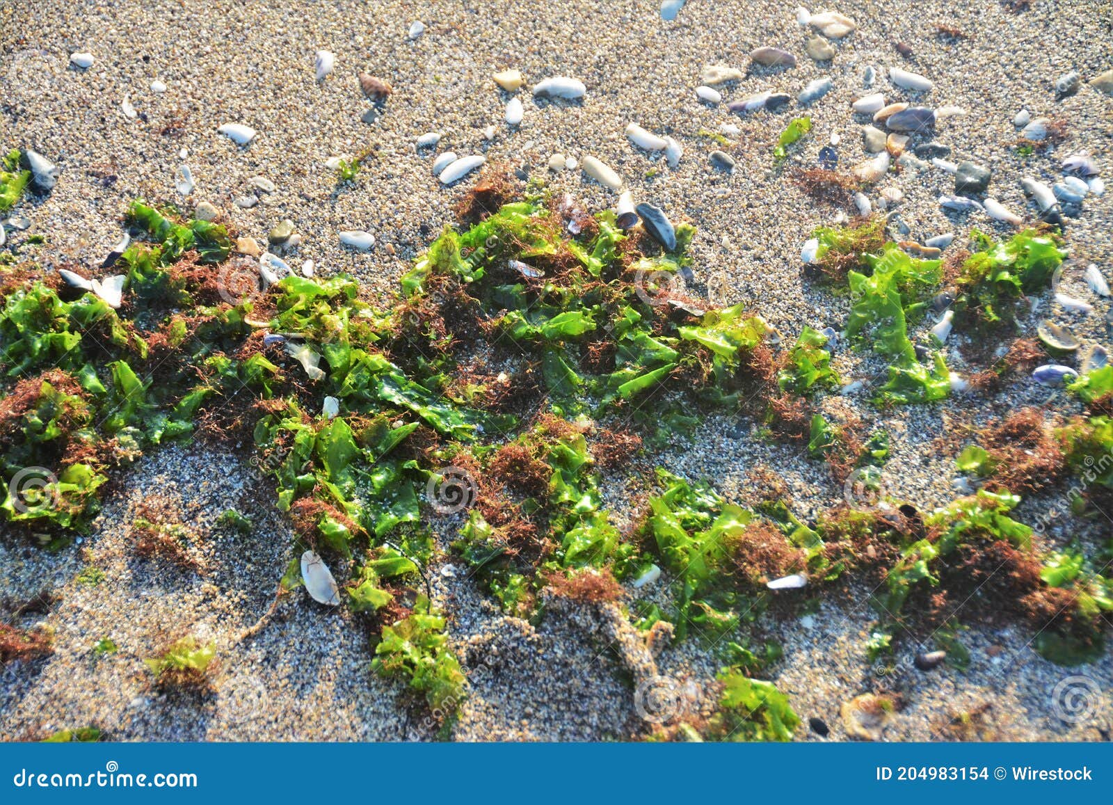 Closeup of Algae on the Sandy Beach, Pebbles in the Backgro Stock Photo ...