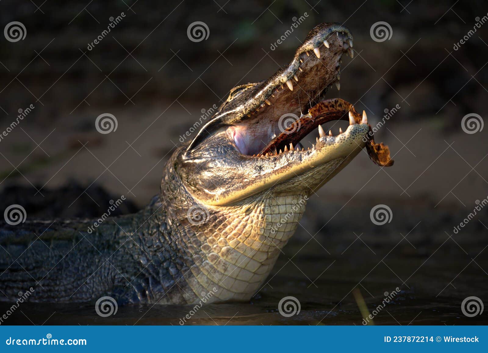 Closeup of an Alligator Devouring Fish in a Pond in Pantanal, Brazil ...