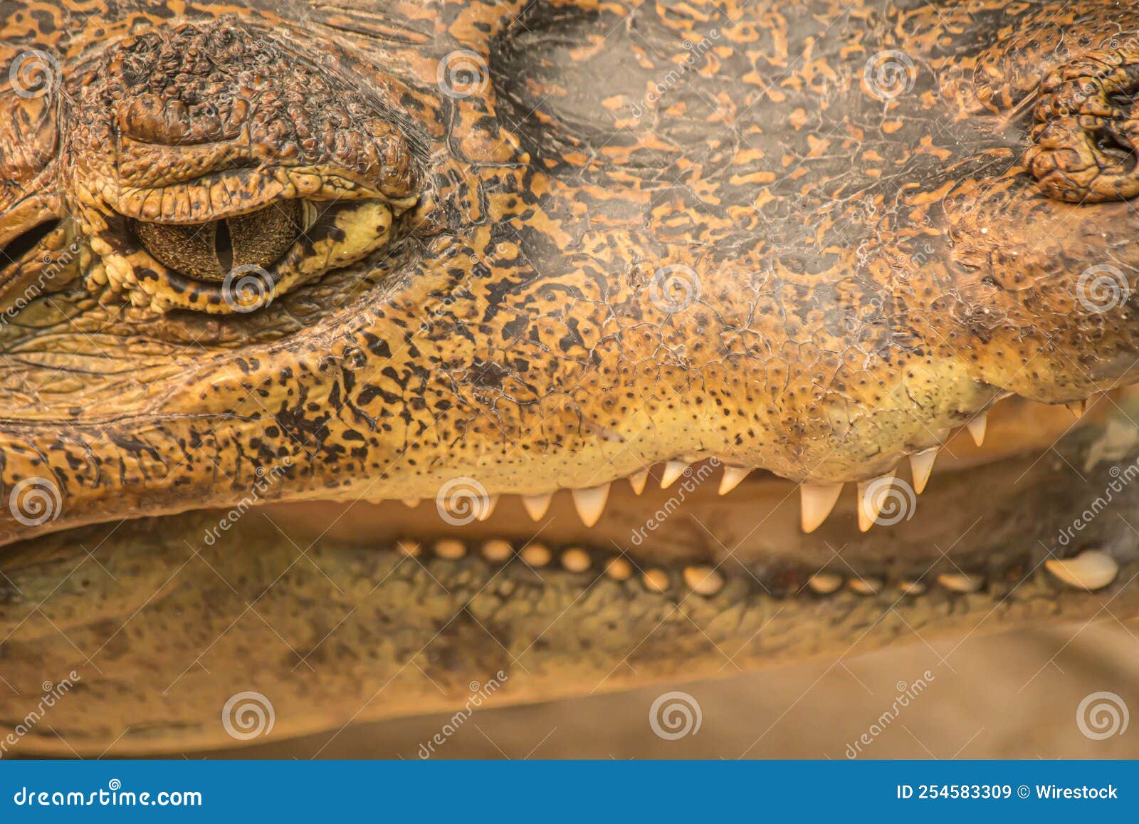 Closeup of an Alligator Face Stock Image - Image of habitat, skin ...