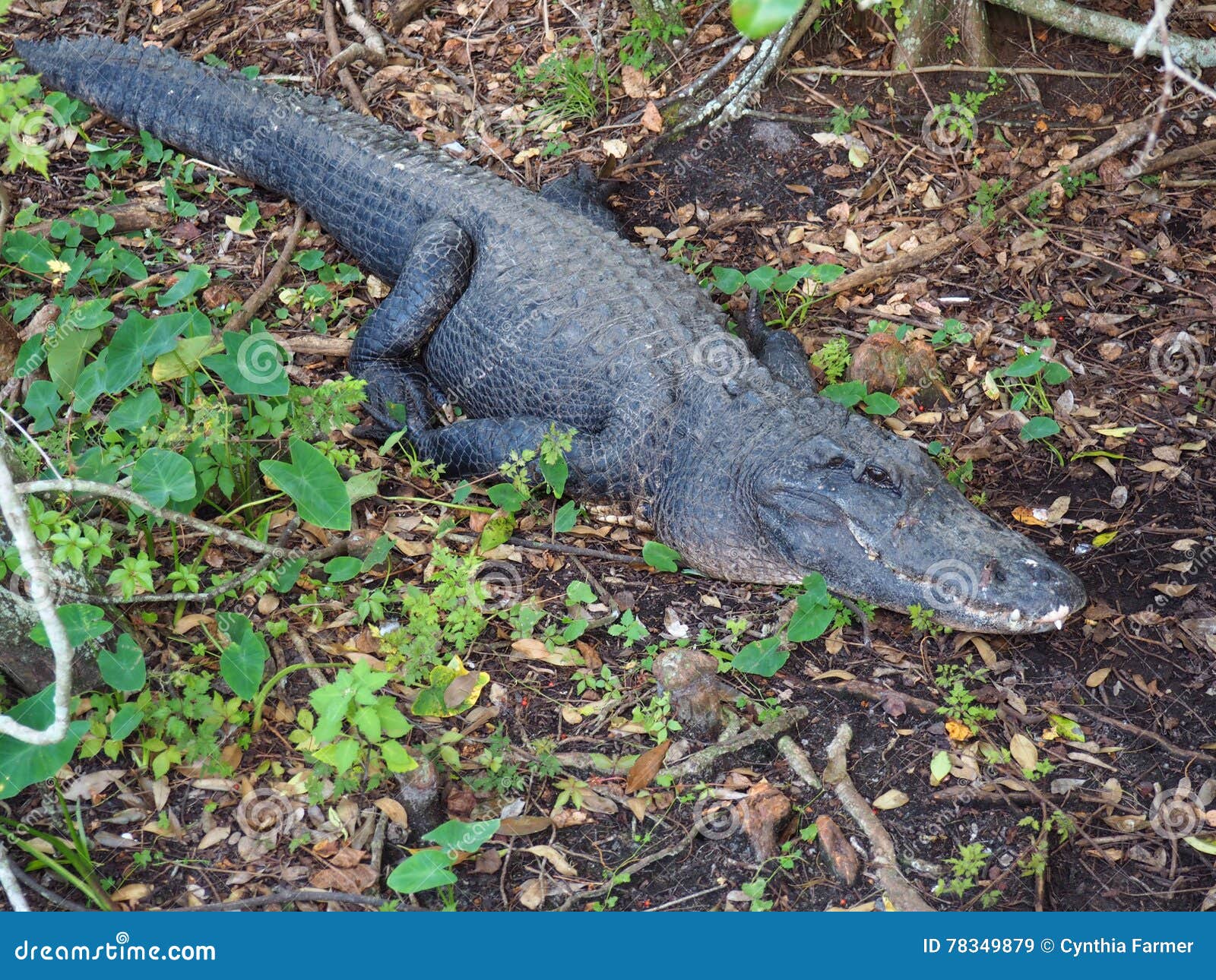 Closeup of an Alligator on Land Stock Image - Image of body, adult ...