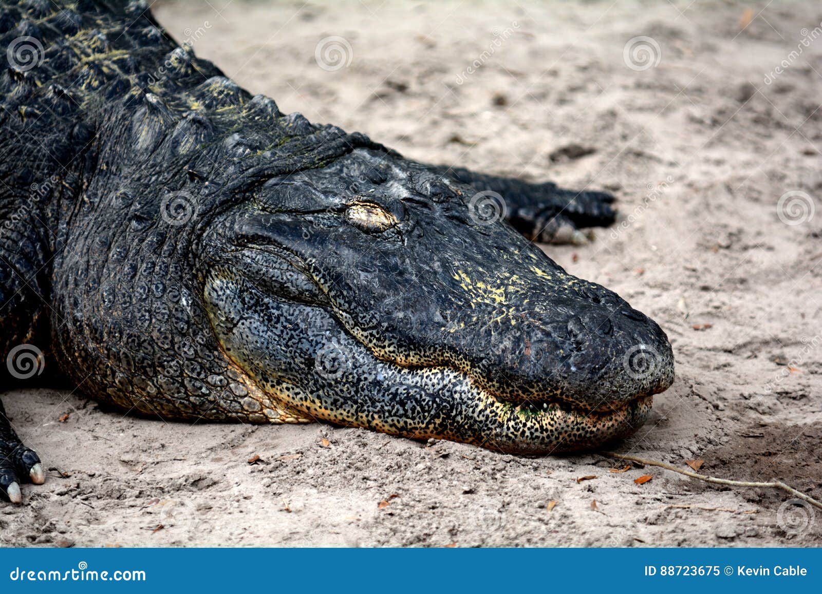Closeup of an alligator stock image. Image of alligators - 88723675