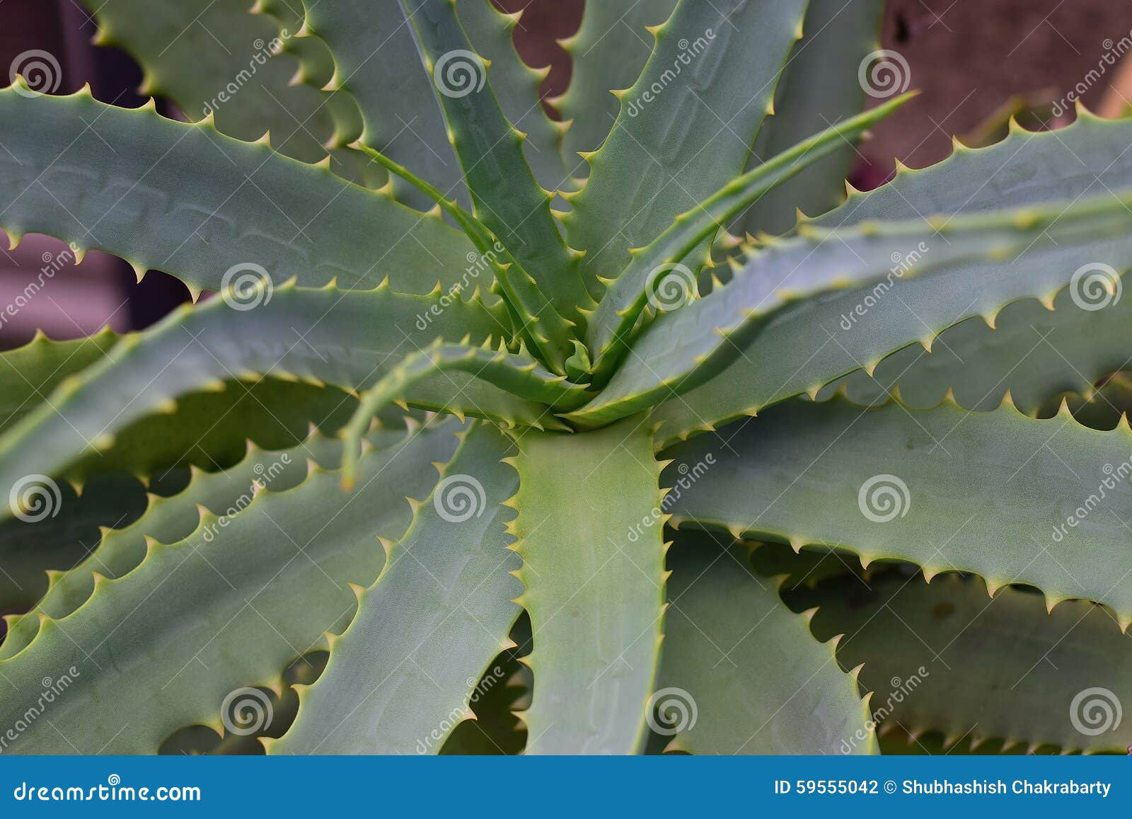 Closeup of Aloe Vera Tree stock photo. Image of spikes - 59555042