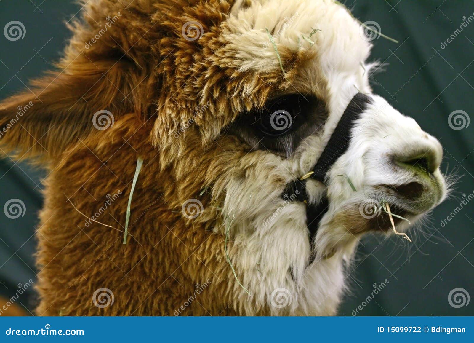 Closeup of an Alpaca stock photo. Image of hooved, closeup - 15099722