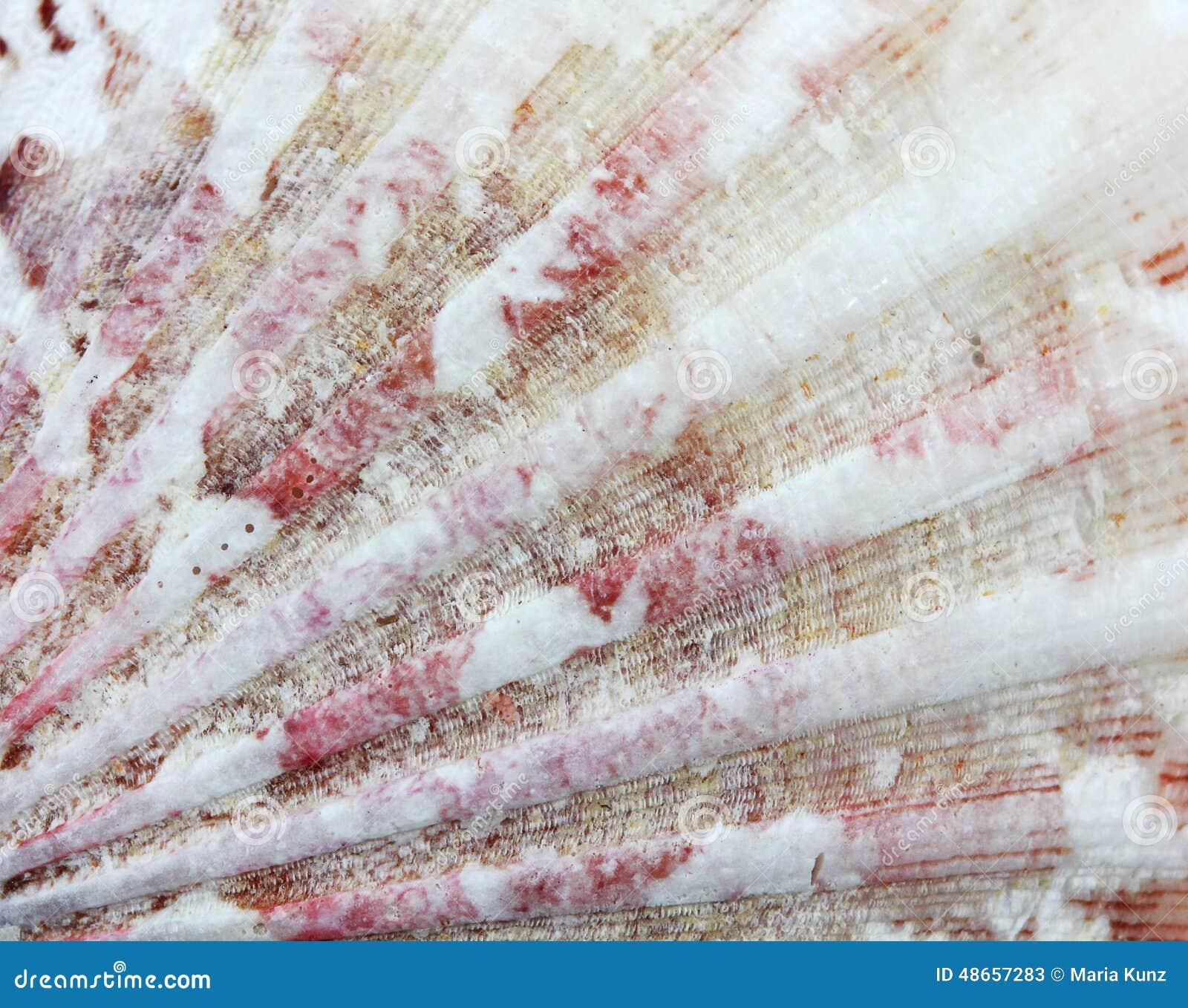 Closeup of Amazing Detail Scallop Texture Stock Image - Image of shell ...