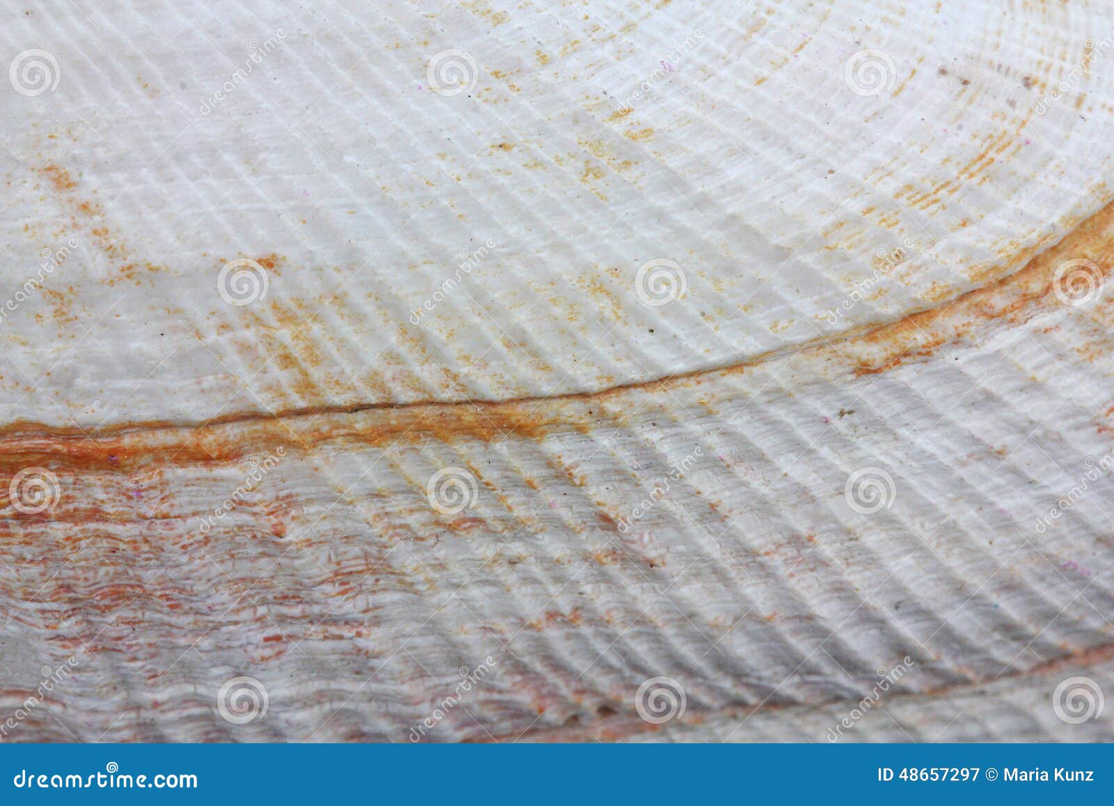 Closeup of Amazing Detail Scallop Texture. Stock Image - Image of ...