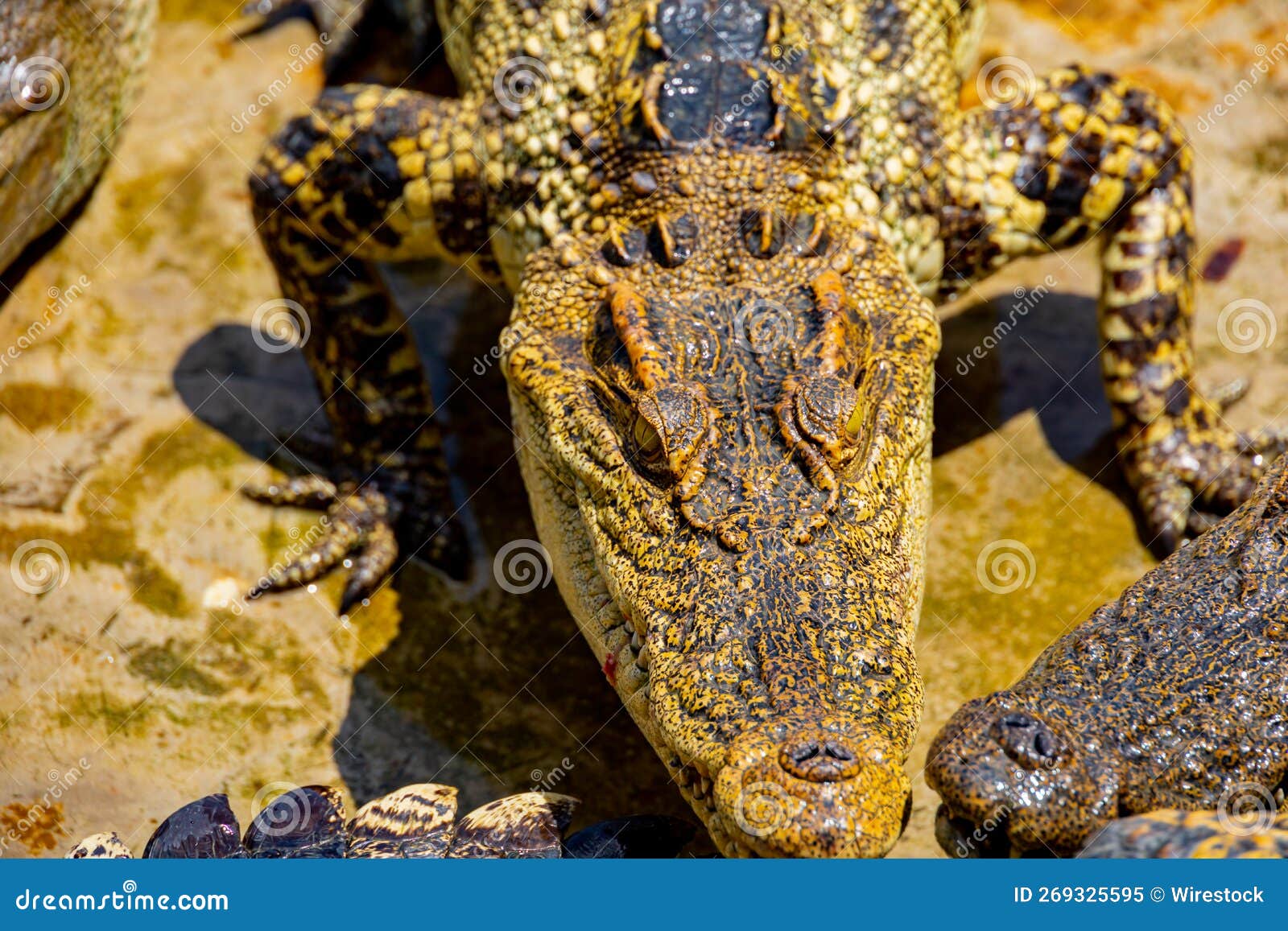Closeup of an American Alligator Laying on the Rock Stock Image - Image ...