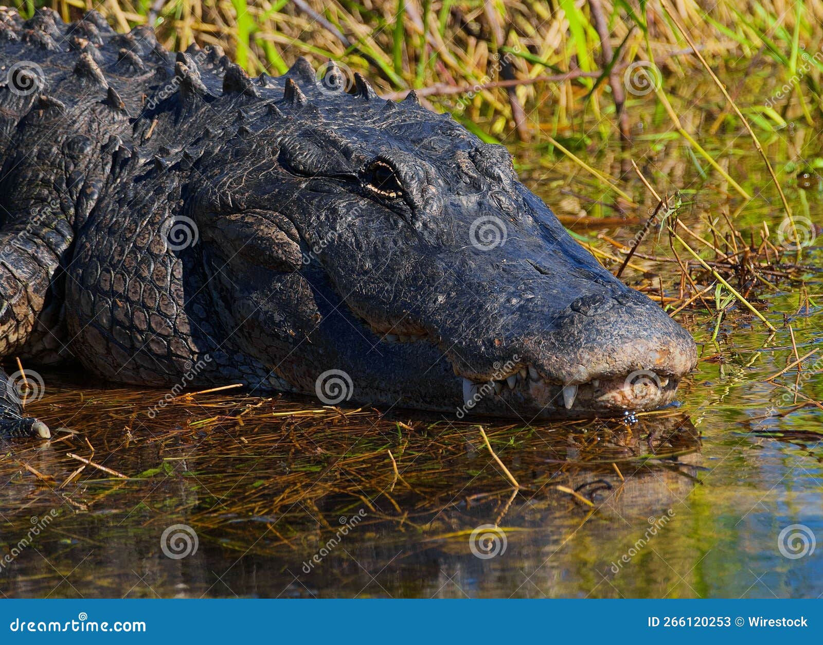 Closeup of an American Alligator by a Pond Stock Image - Image of pond ...