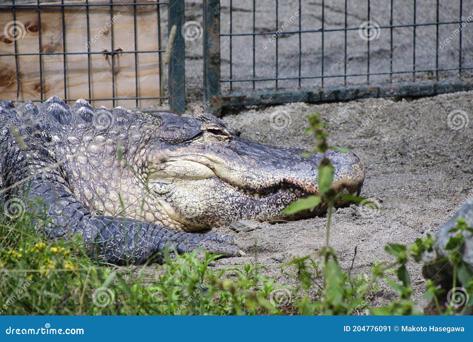 A Closeup of American Alligator Resting on the Ground. BC Stock Image ...