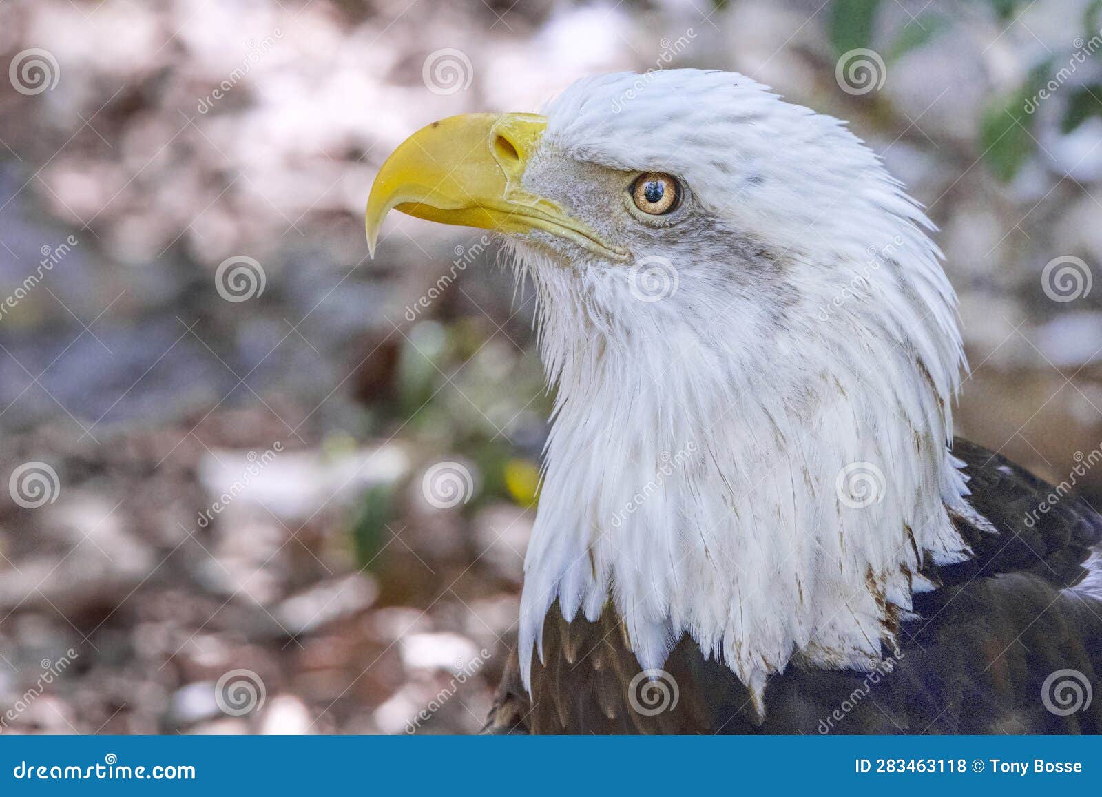American Bald Eagle Looking Up Stock Photo - Image of wings, wildlife ...