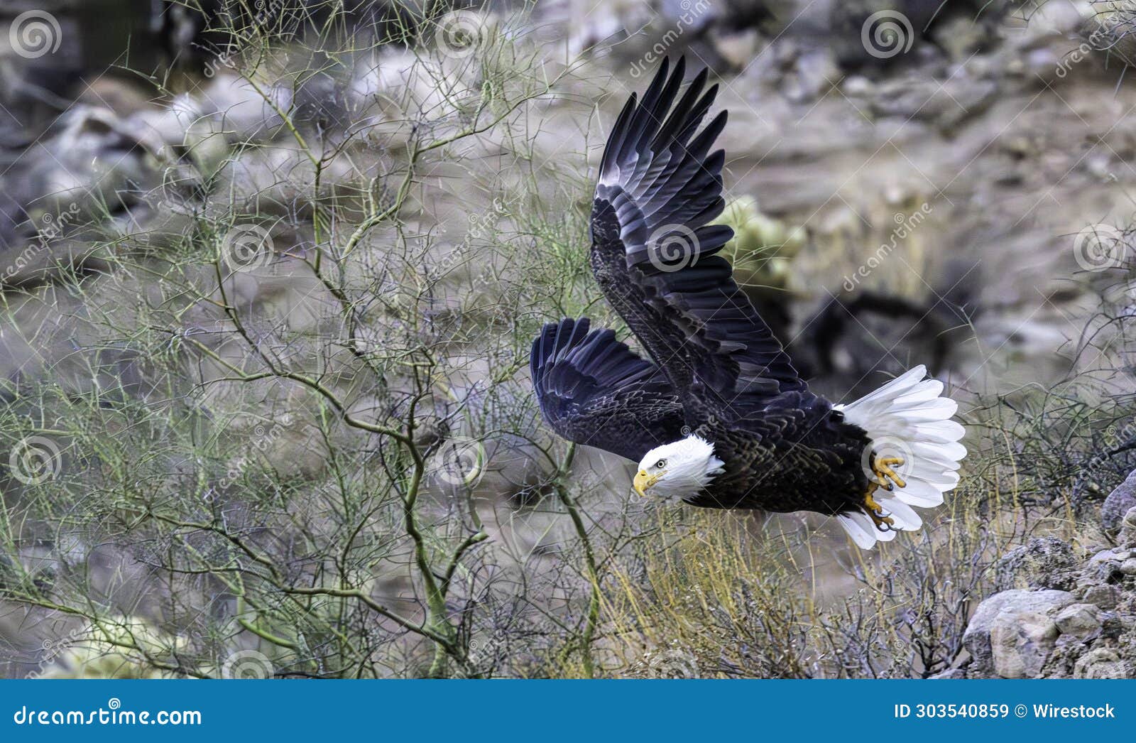 Closeup of an American Bald Eagle Taking Off at Lower Salt River in ...