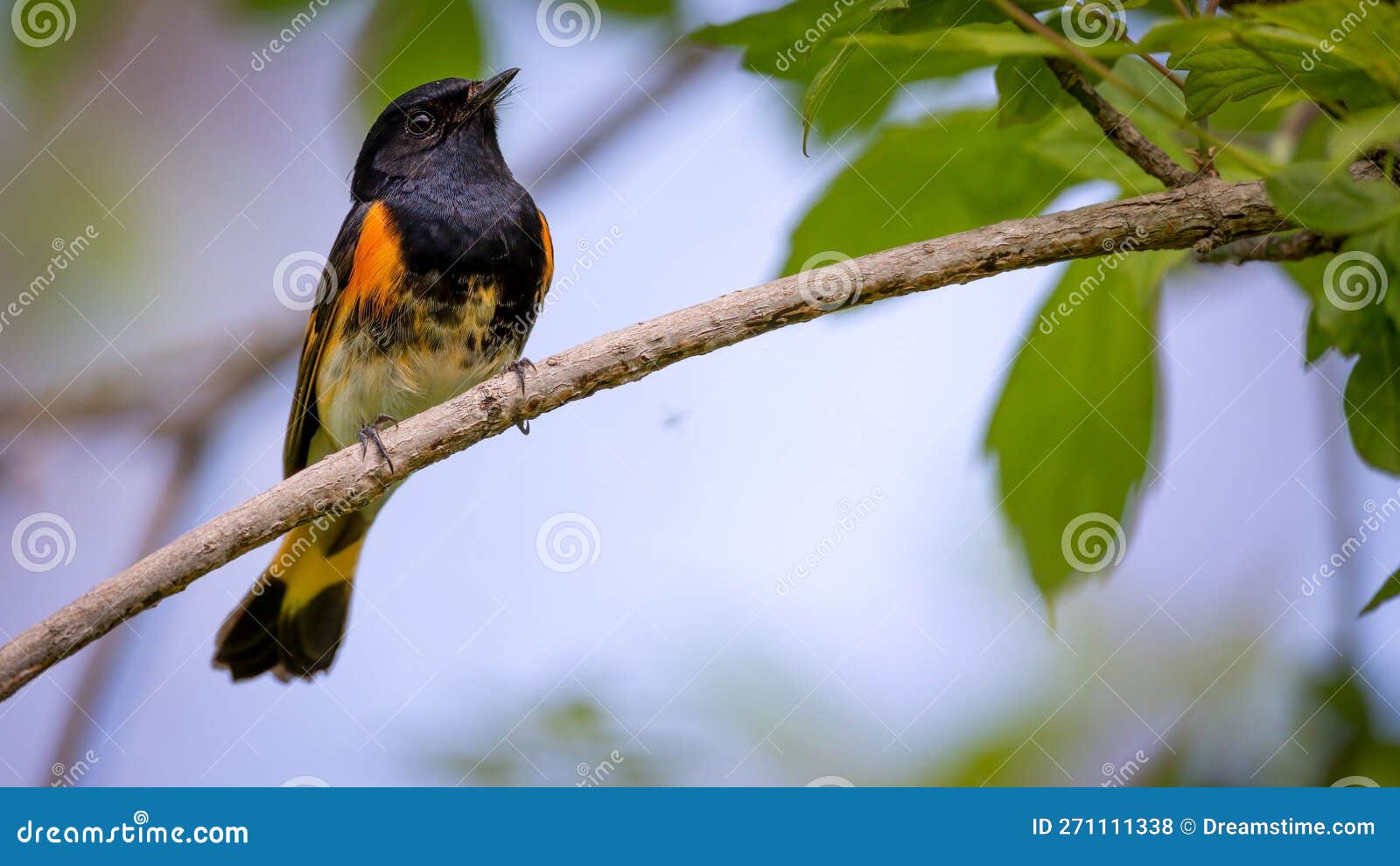 Closeup of an American Redstart Bird on a Tree Branch during Spring ...