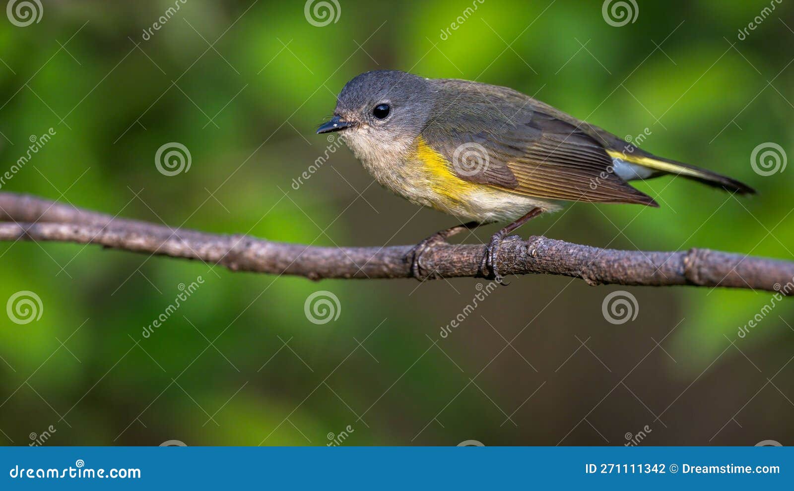 Closeup of an American Redstart Bird on a Tree Branch during Spring ...