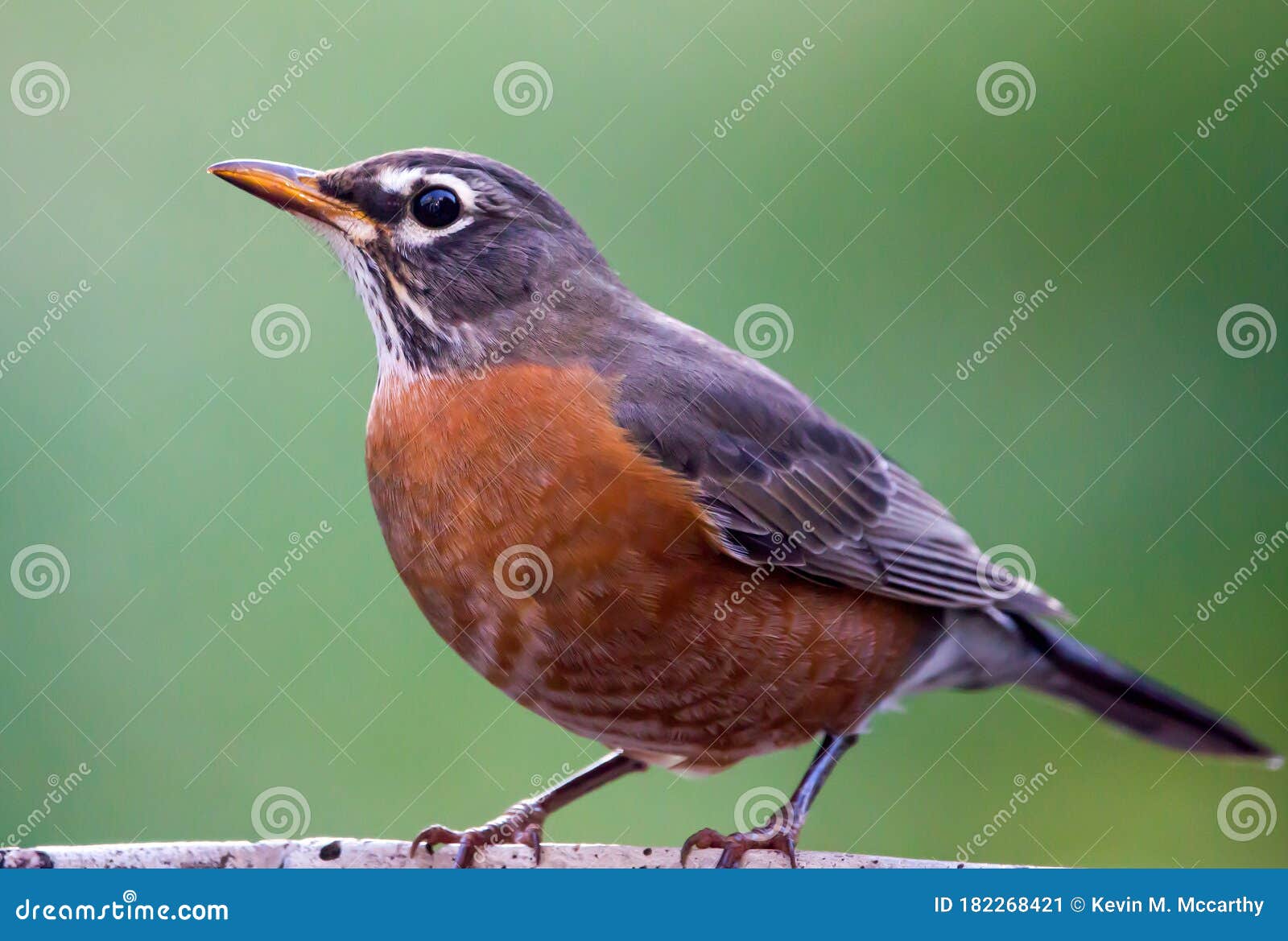 Closeup of an American Robin Stock Image - Image of nature, garden ...
