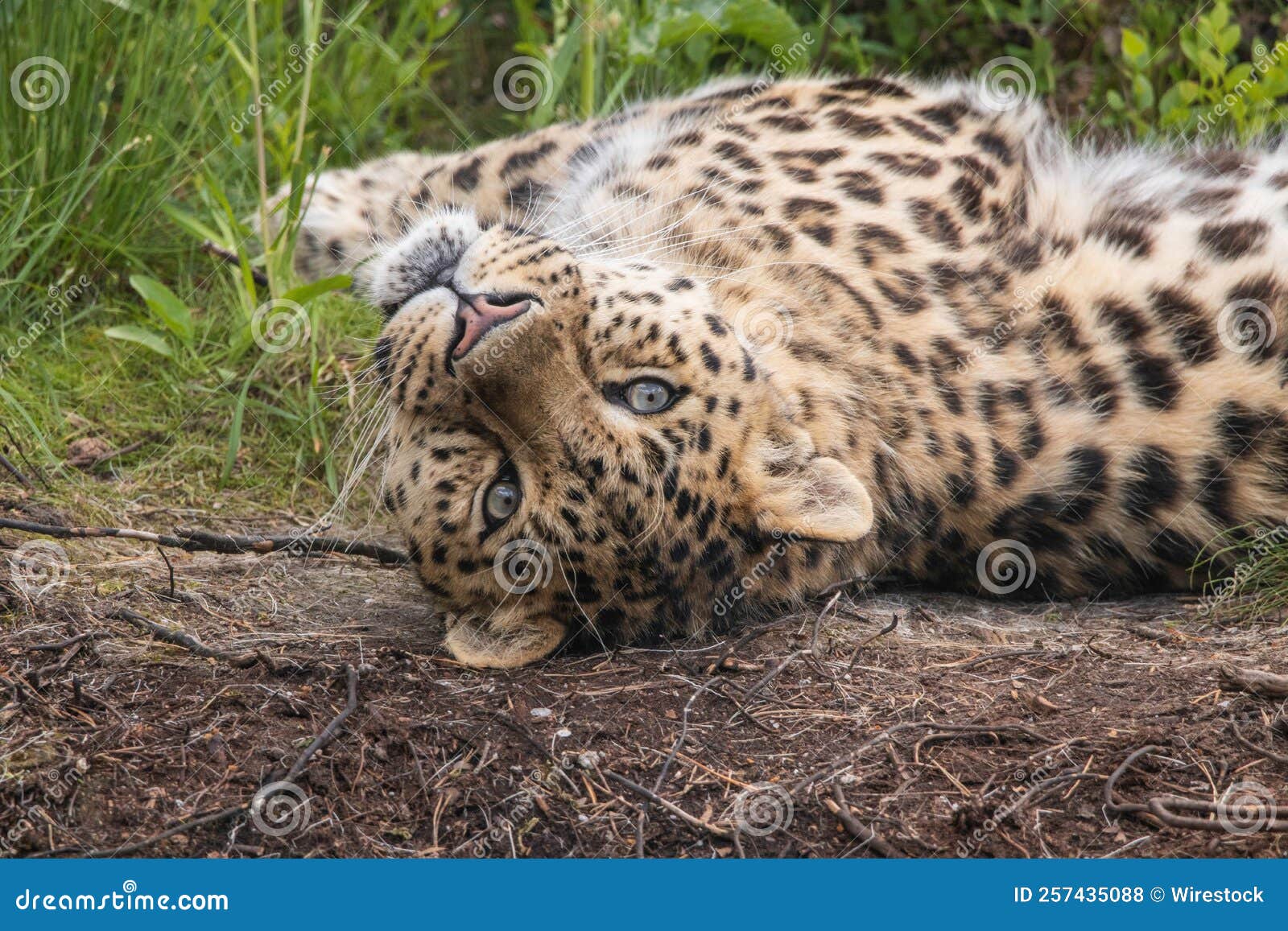 Closeup of an Amur Leopard Resting Upside Down on the Ground in the ...