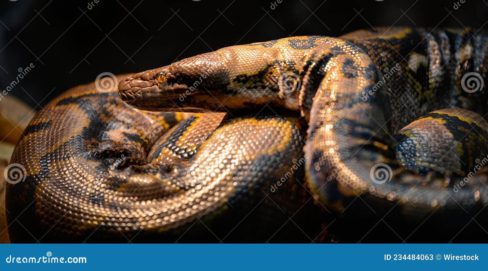 Closeup of an Anaconda Snake Under the Lights in a Zoo with a Blurry ...