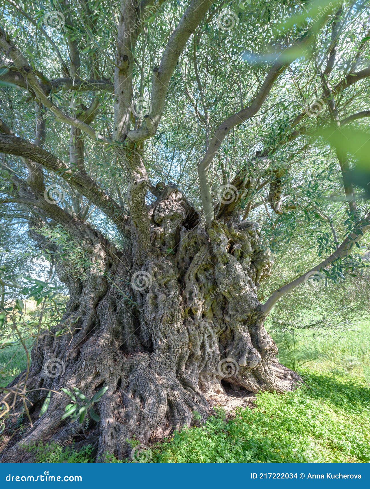 Closeup of Ancient Olive Tree Deformed Trunk Stock Photo - Image of ...