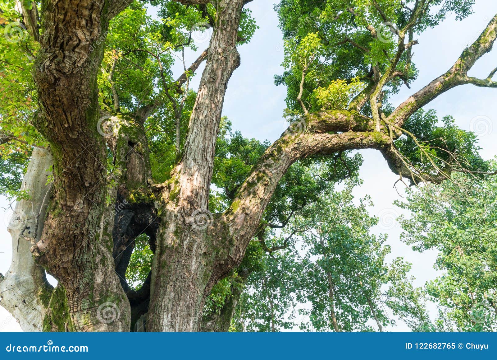Ancient tree closeup stock image. Image of closeup, parasol - 122682765