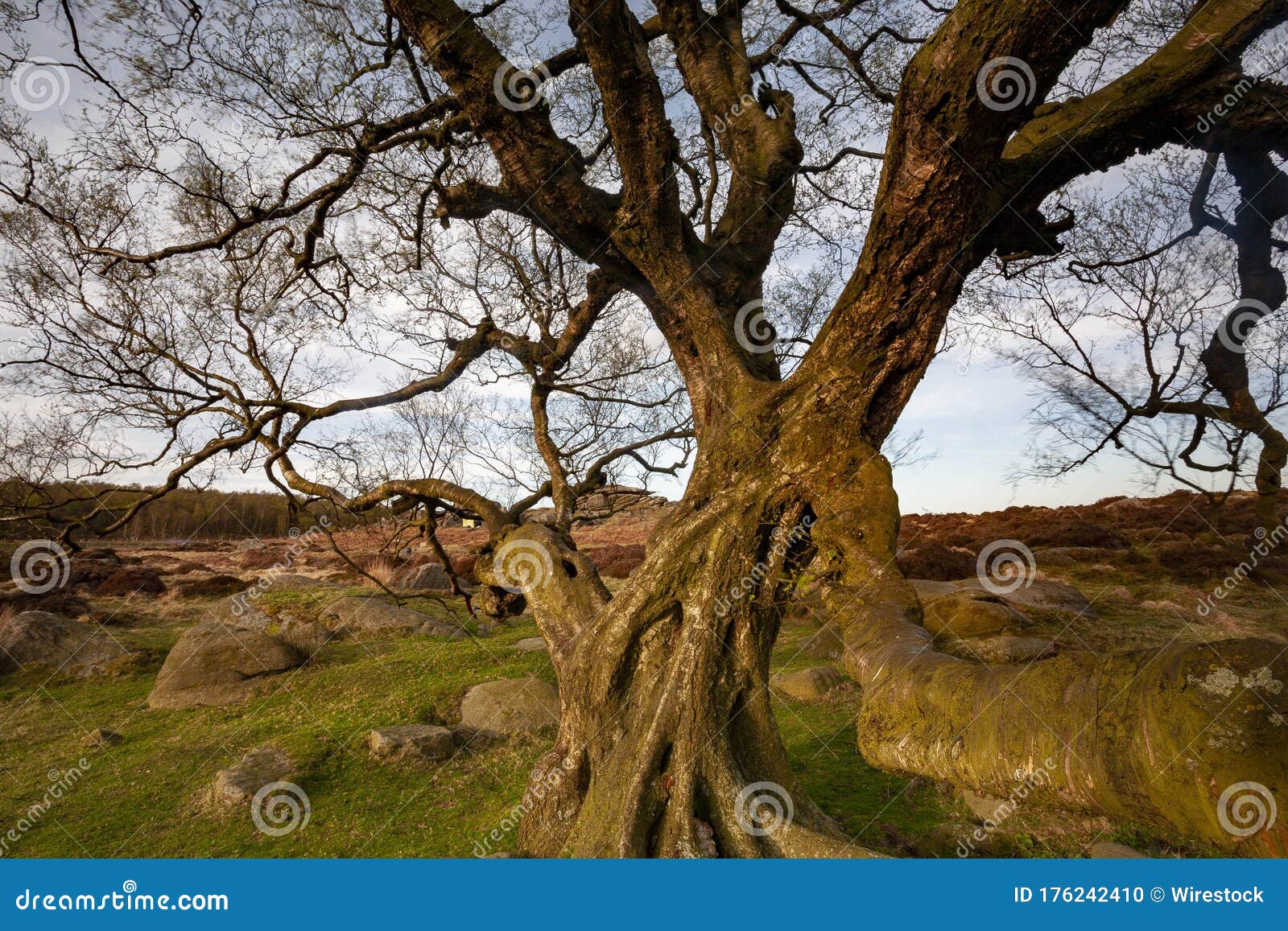 Closeup of the Ancient Tree at Owler Tor in the Peak District National ...