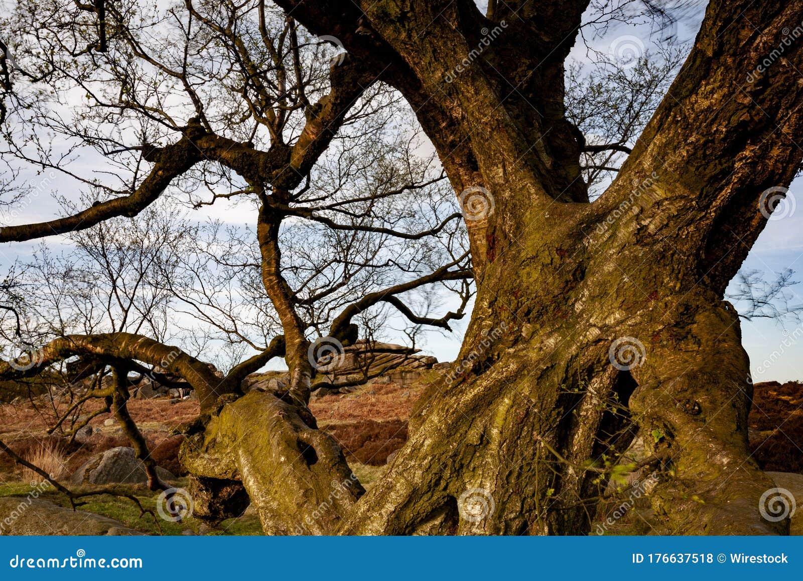 Closeup of the Ancient Tree at Owler Tor in the Peak District National ...