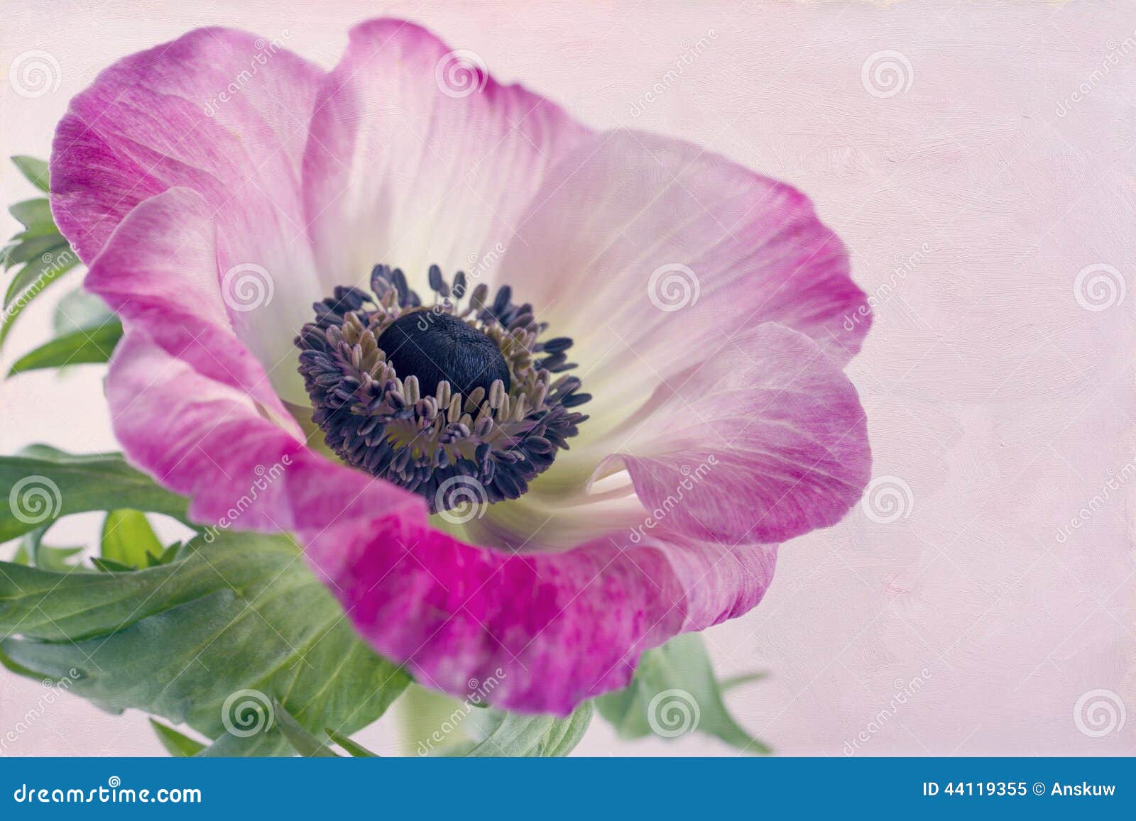 Closeup of anemone flower1 stock image. Image of life - 44119355