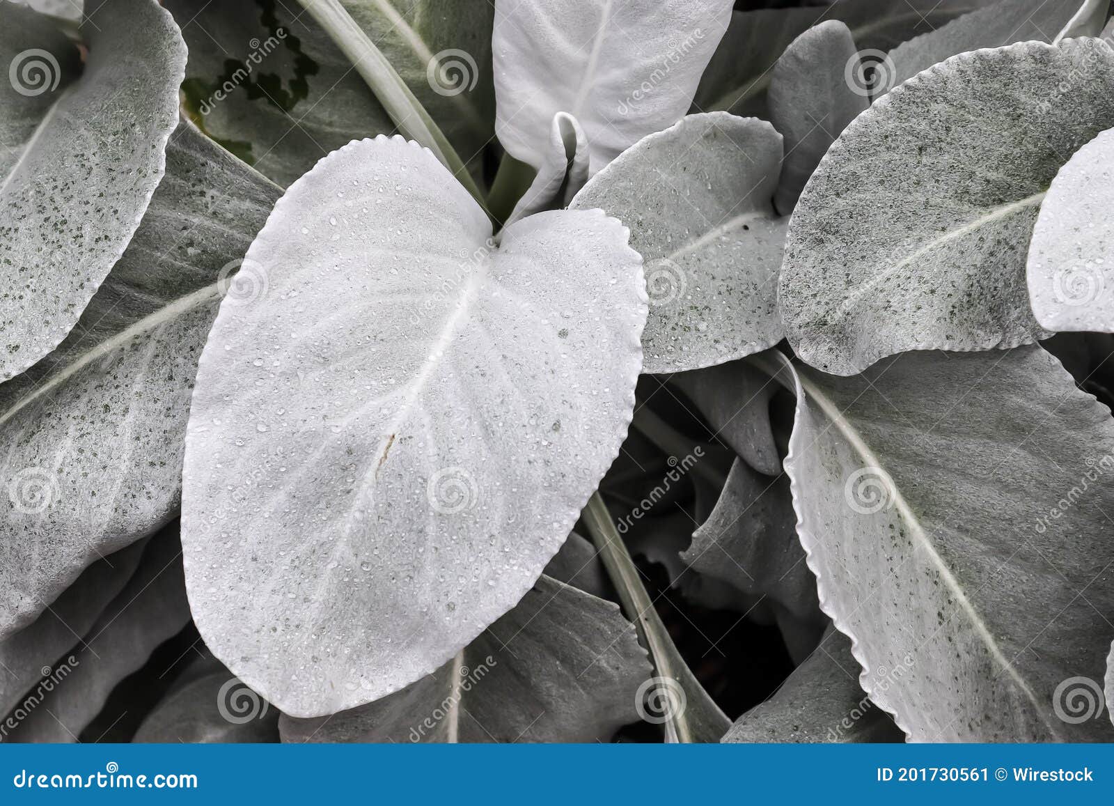 Closeup Of A Senecio Peregrinus String Of Dolphin Or Dolphin Plant In A ...