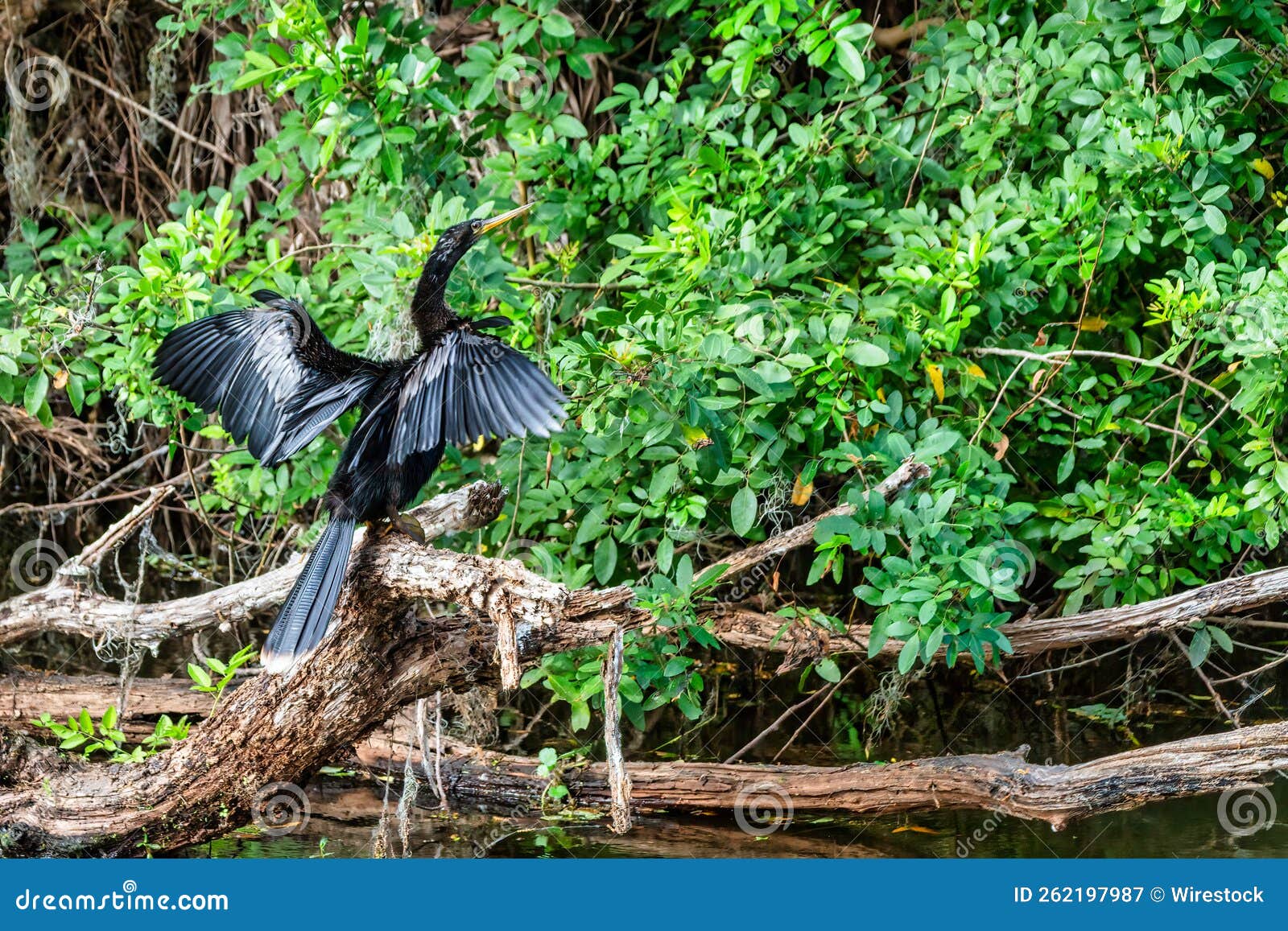 Closeup of an Anhinga Bird Outdoors during Daylight Stock Image - Image ...