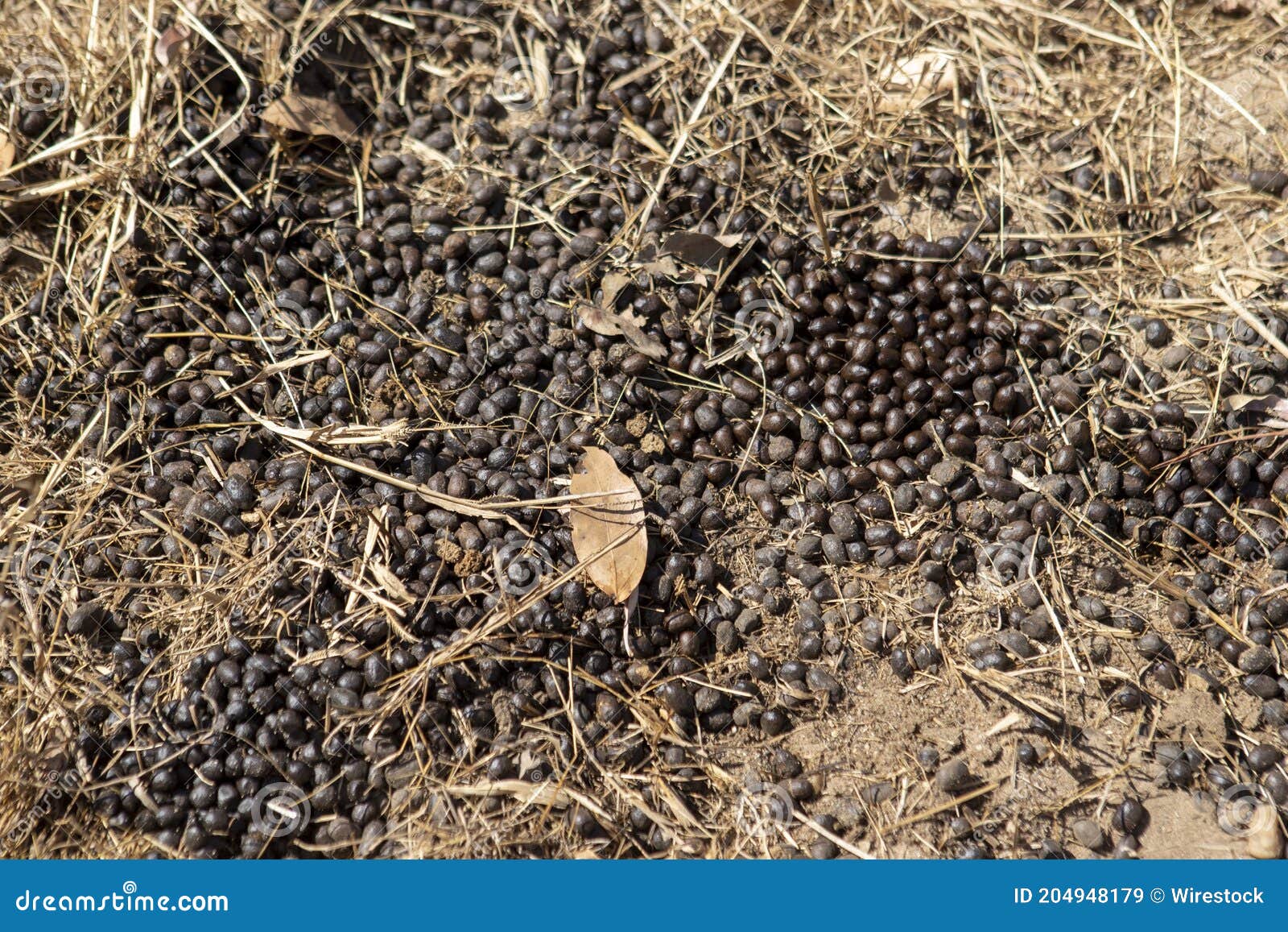 Closeup of Animal Droppings on Bare Soil Stock Image - Image of soil ...
