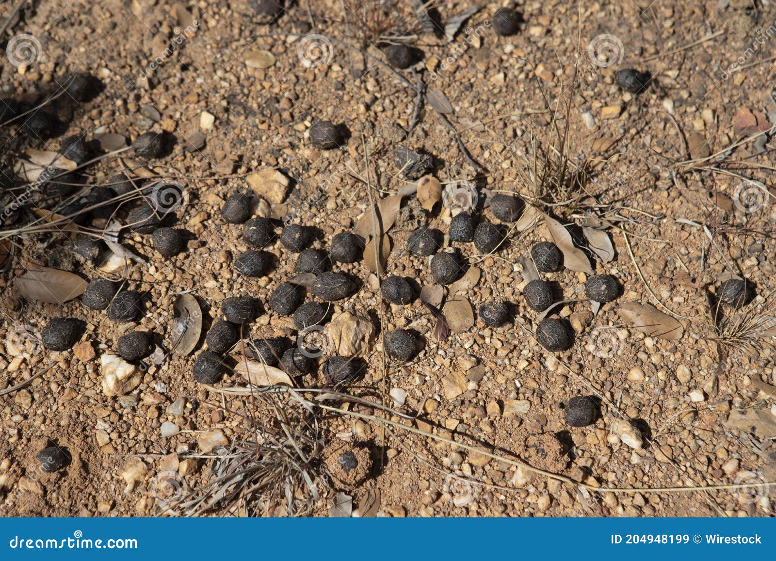 Closeup of Animal Droppings on Bare Soil Stock Image - Image of poop ...