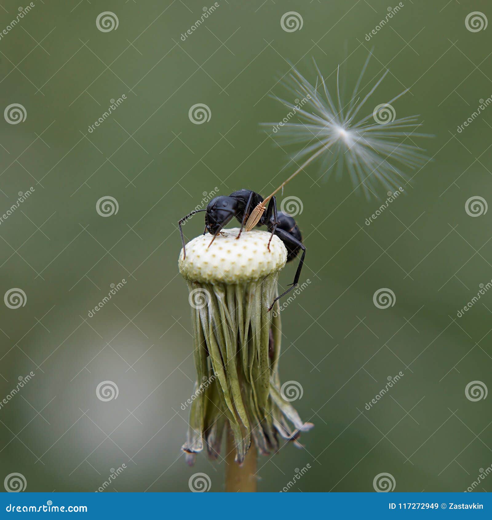 Ant on dandelion stock image. Image of ecology, agriculture - 117272949