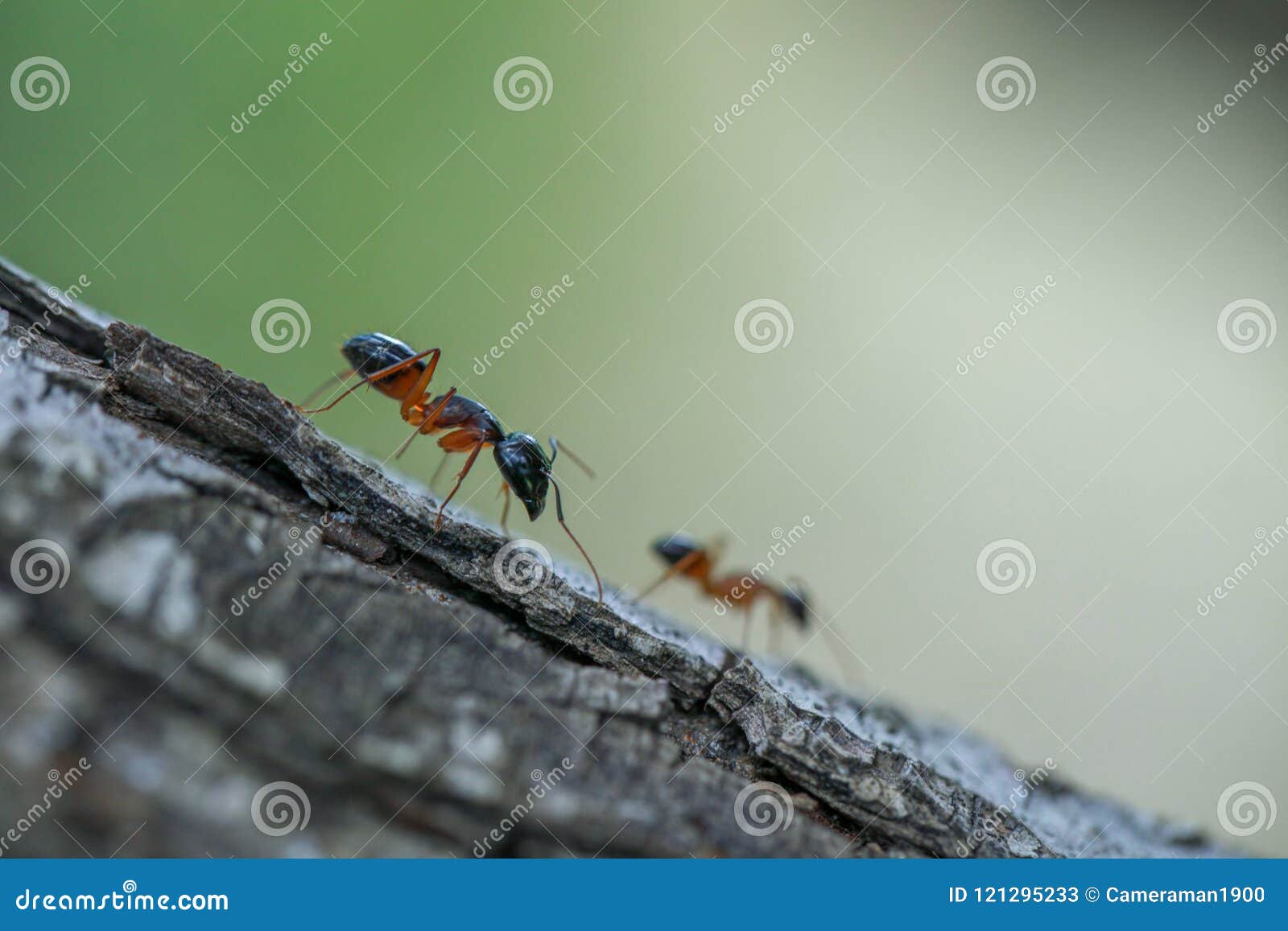 Ant on tree trunk stock image. Image of moving, sunny - 121295233