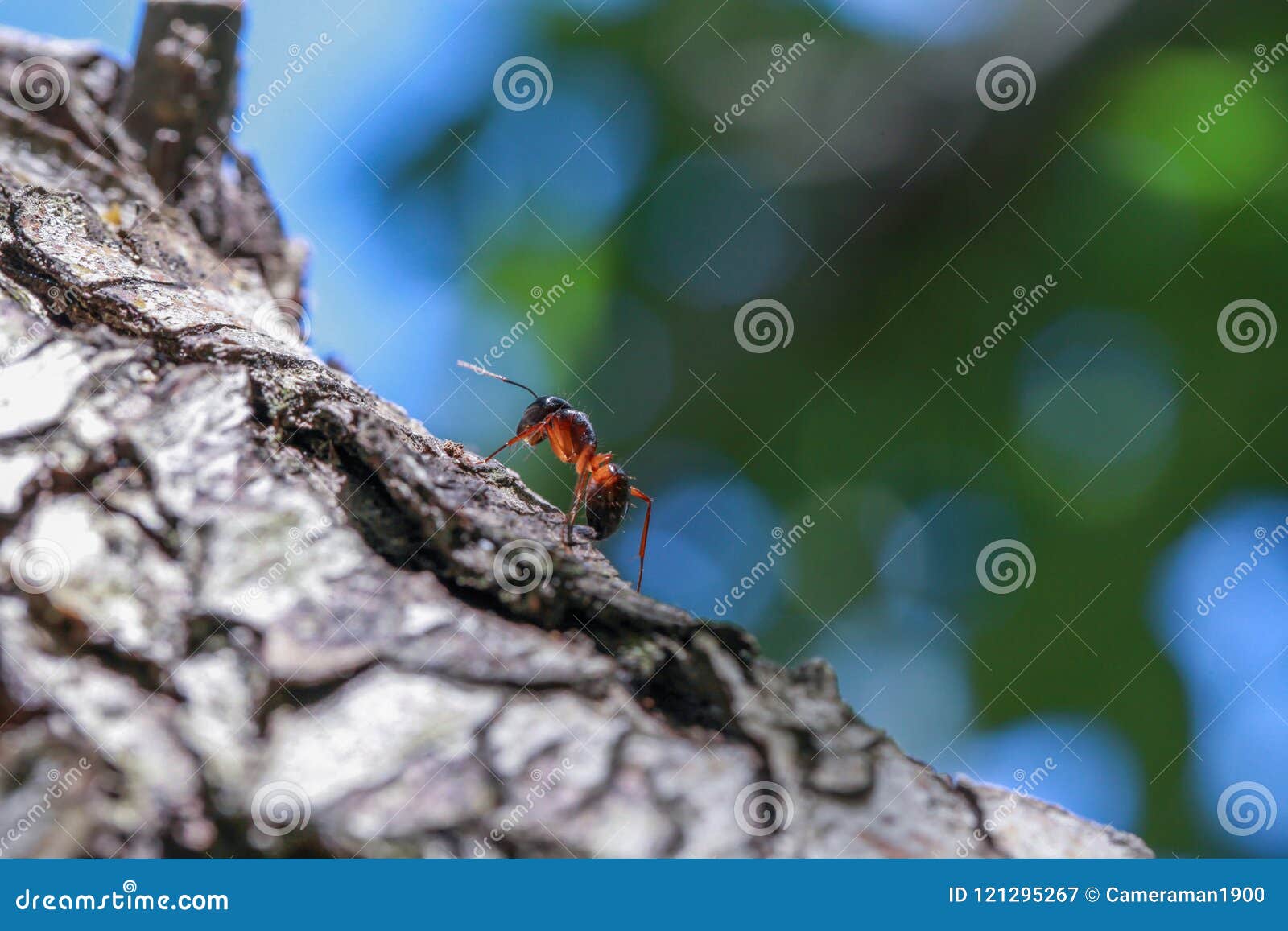 Ant on tree trunk stock image. Image of nature, small - 121295267