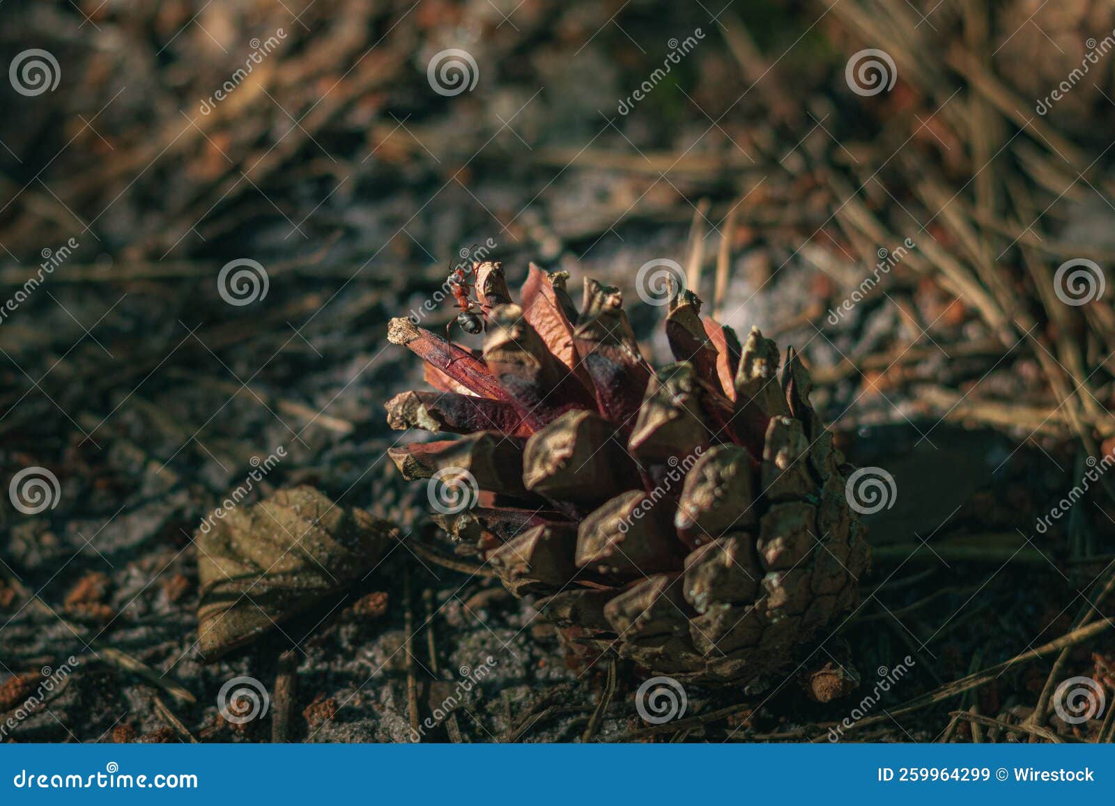 Closeup of Ant on Pine Cone on Ground Stock Image - Image of nature ...