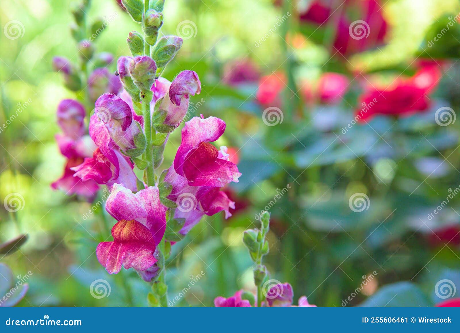 Closeup of Antirrhinum Majus, the Common Snapdragon. Stock Image ...