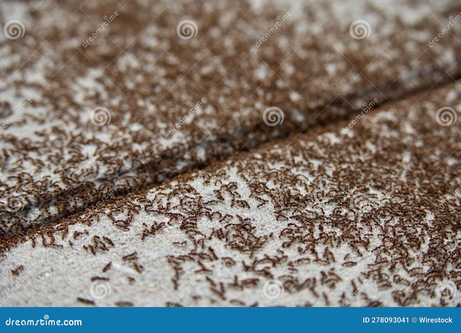 Closeup of Ants Crawling on a Stone Surface Stock Image - Image of ...