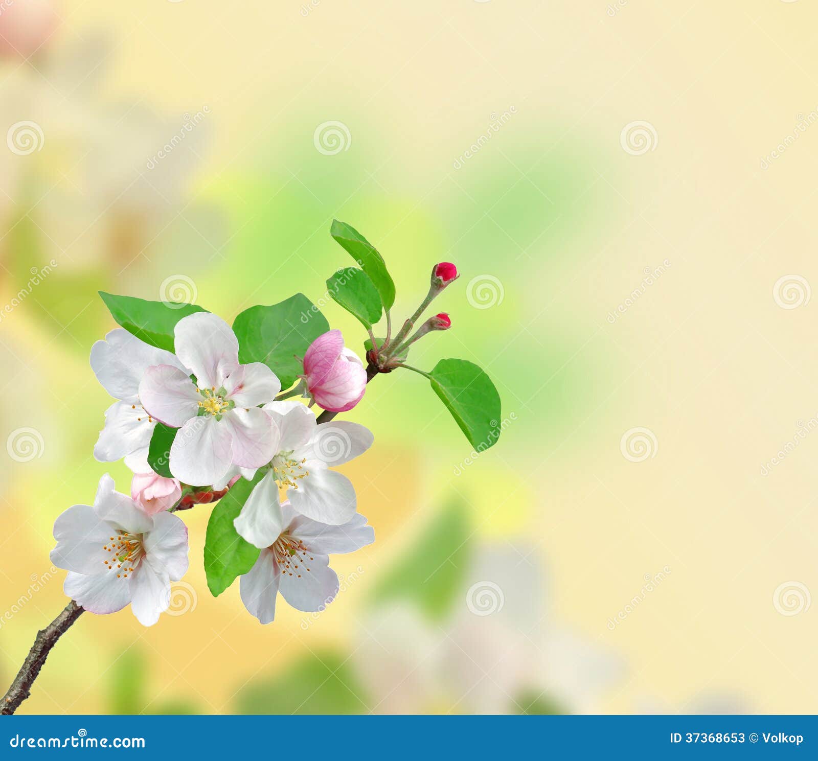 Closeup of Apple Blossoms Over Nature Background Stock Image - Image of ...