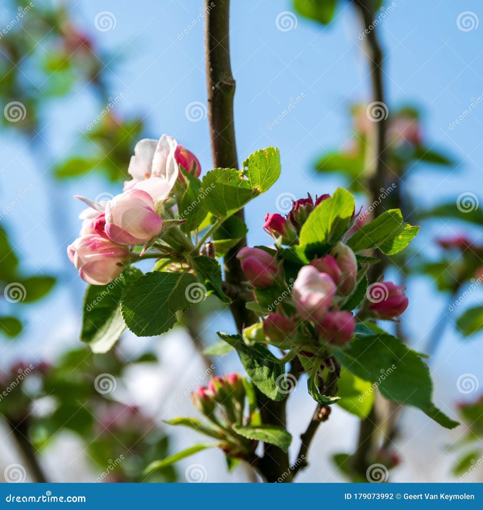 Closeup of Apple Tree Blossom Stock Photo - Image of blossom, blooming ...