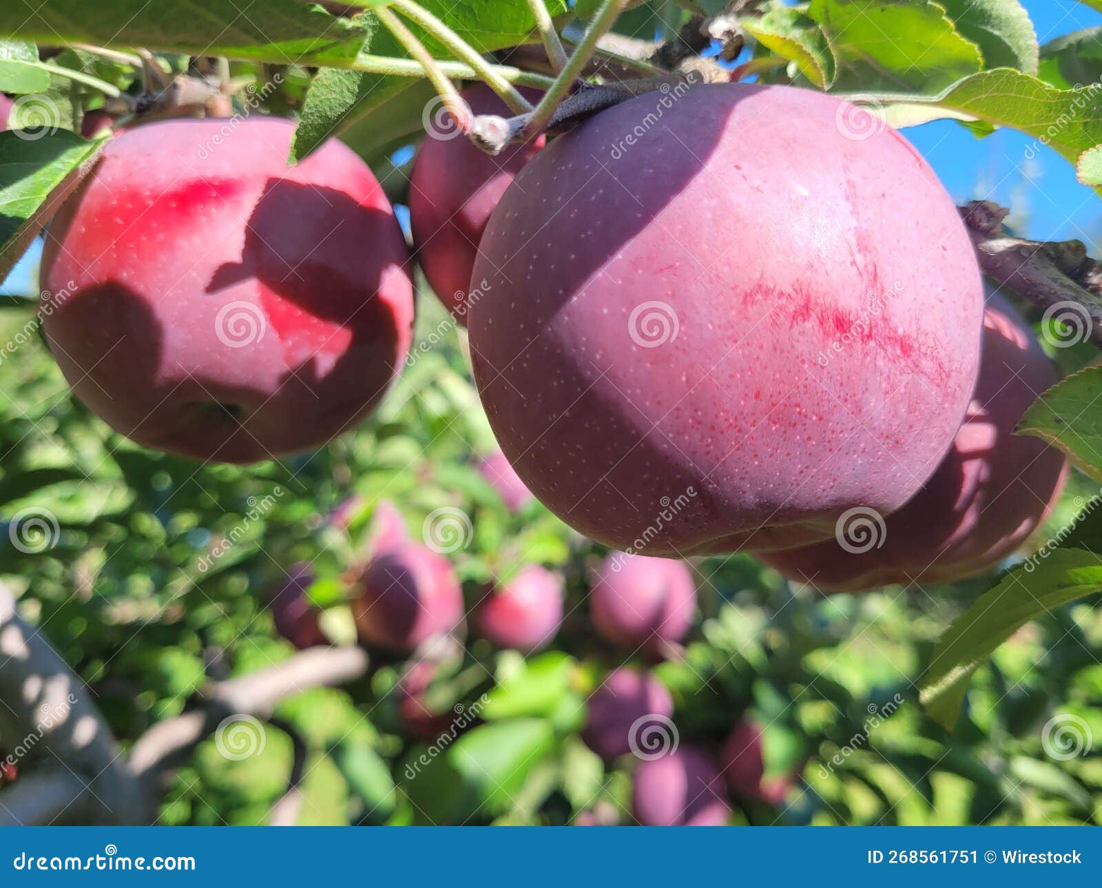 Closeup of Apples Growing on a Tree Stock Image - Image of leaves ...