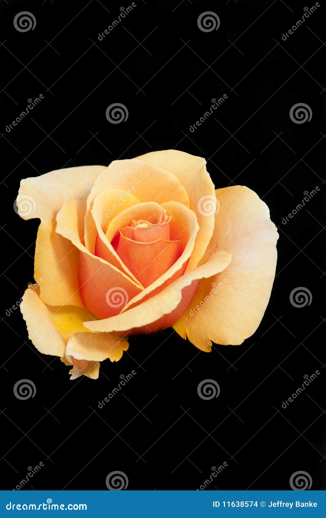 Closeup of Apricot Colored Rose Stock Photo - Image of orange, isolated ...