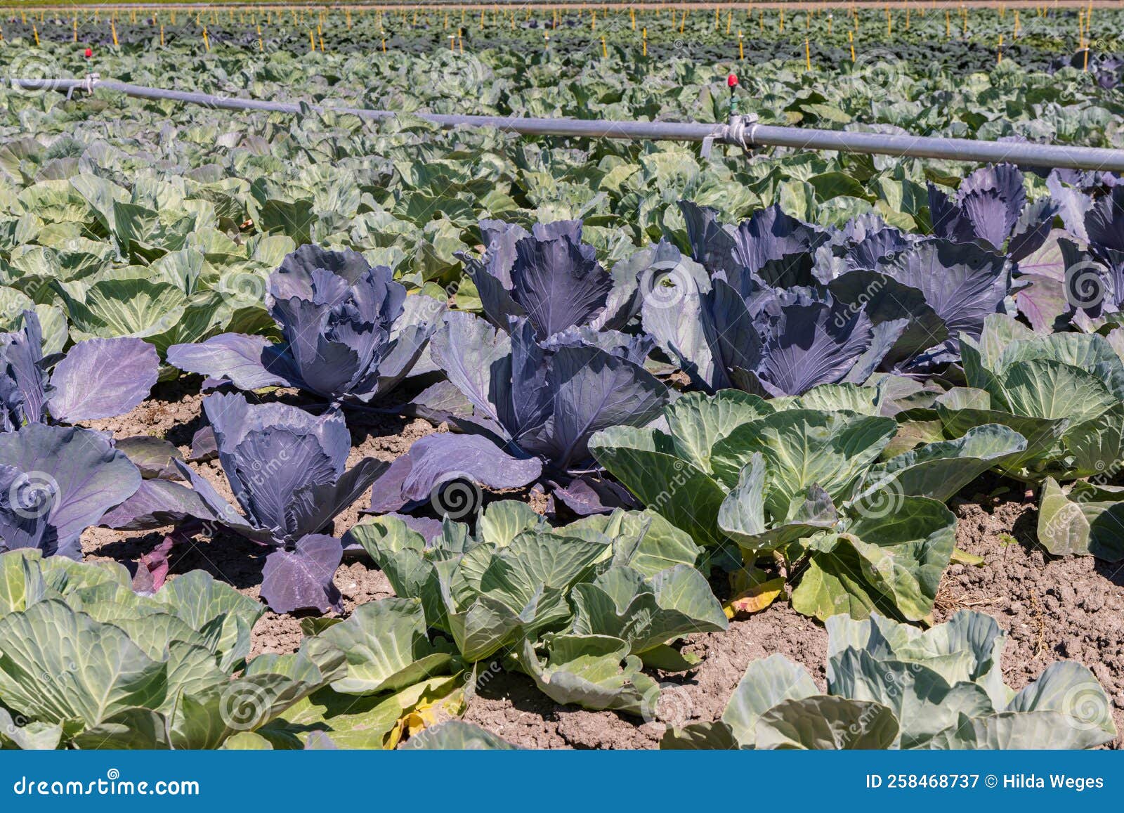 Cabbage Agricultural Field in North Holland in the Netherlands Stock ...