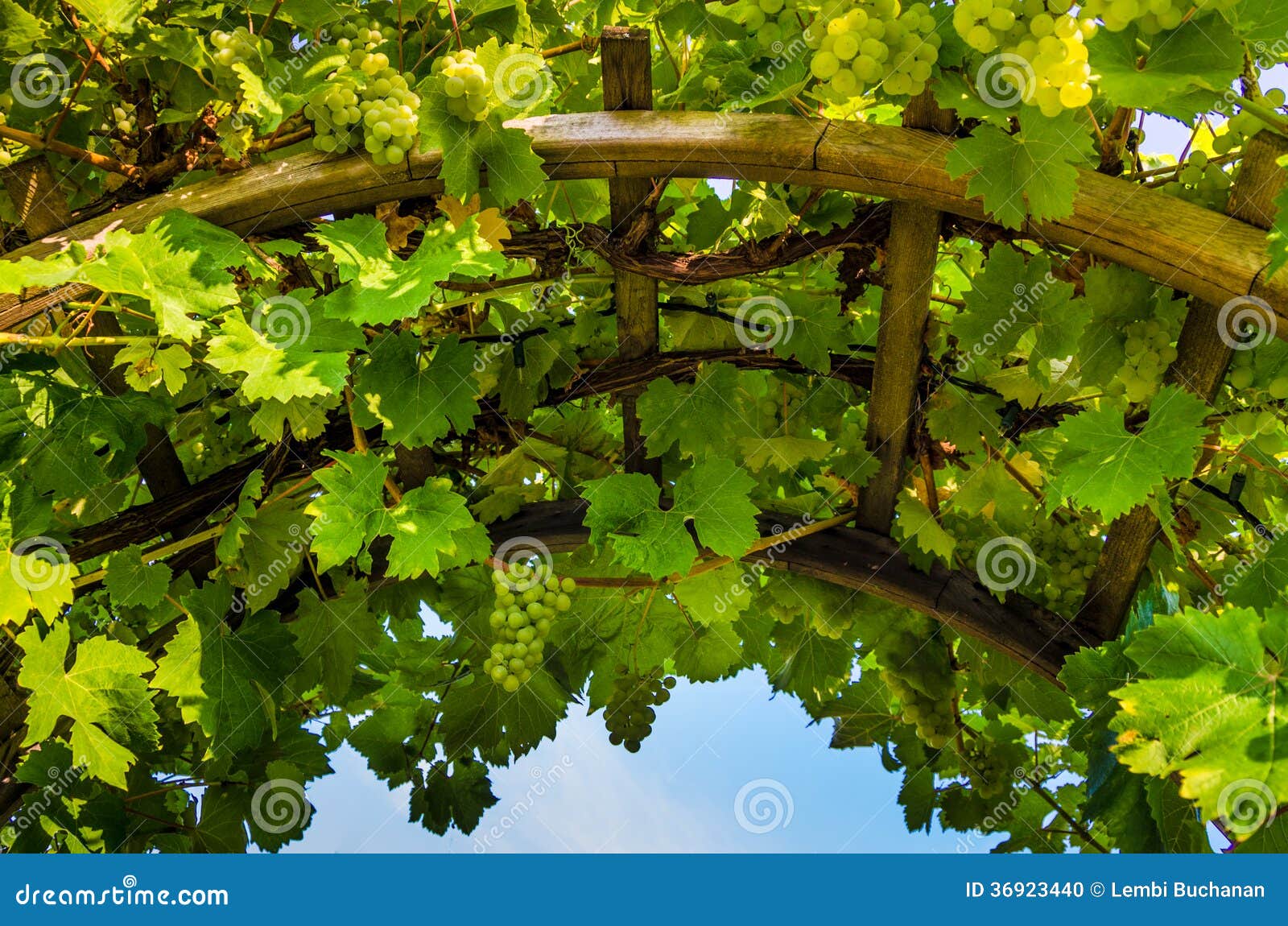 Closeup of Arch with Vines and Grapes Stock Photo - Image of field ...