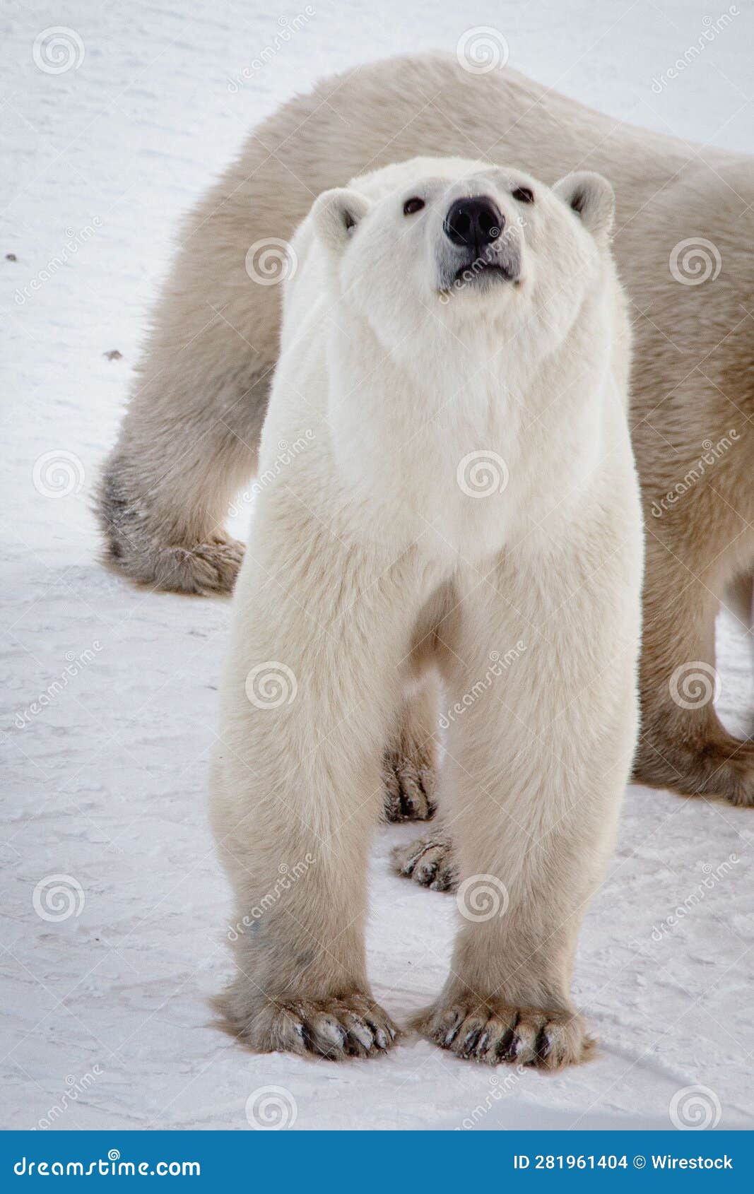 Closeup of Arctic Polar Bears Standing on Snow Stock Photo - Image of ...