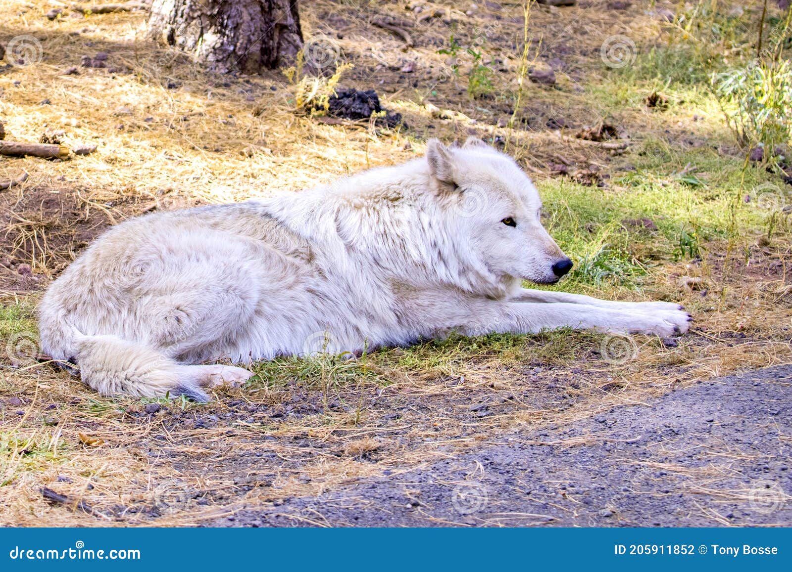 Arctic Wolf Laying Down stock photo. Image of carnivore - 205911852
