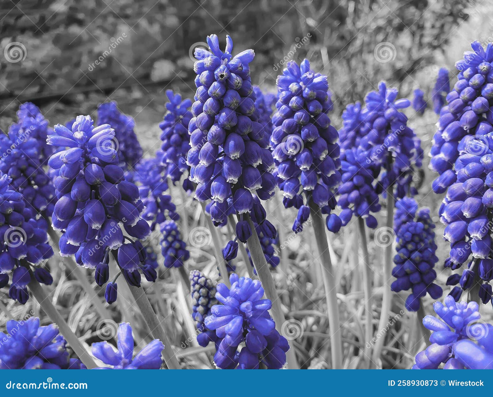 Closeup of Armenian Grape Hyacinths Growing in the Meadow Stock Image ...
